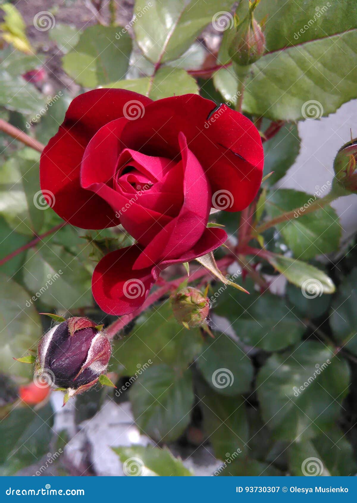 Nice red rose stock image. Image of flowers, roses, nice - 93730307