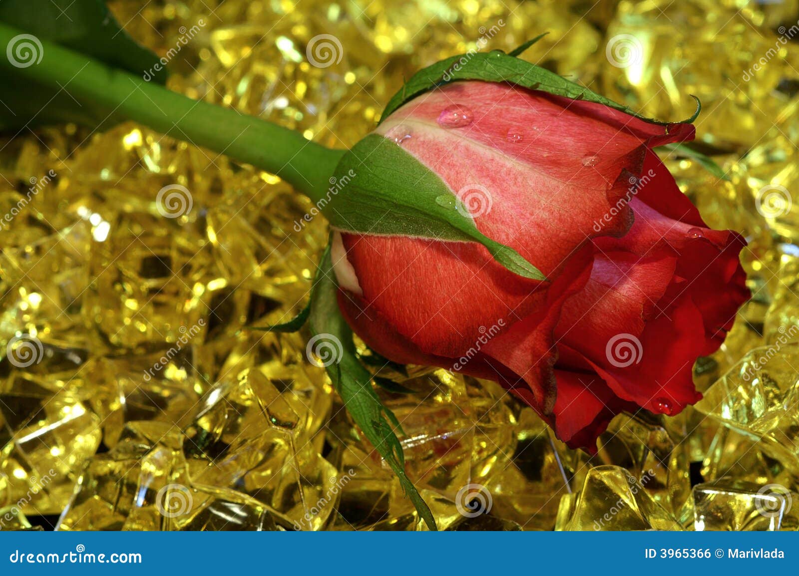 Nice Red Rose on the Yellow Stones Stock Photo - Image of colours ...