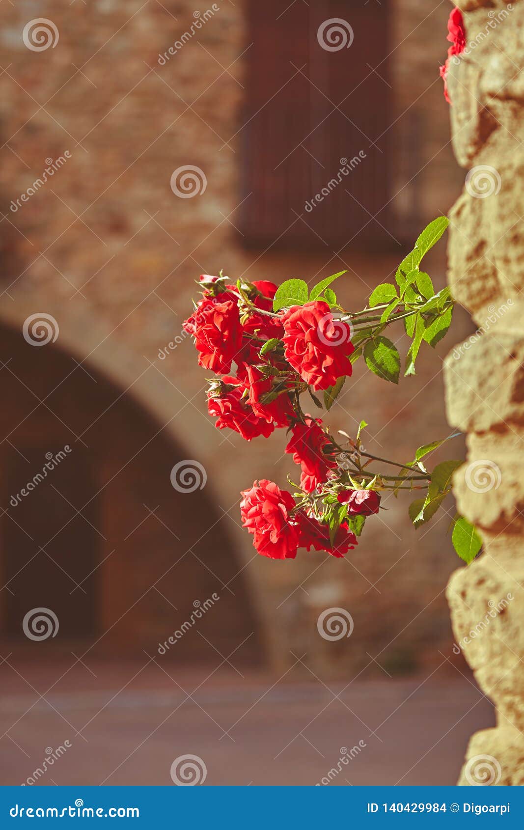 Red Roses Wall Stock Photos - Download 4,286 Royalty Free Photos