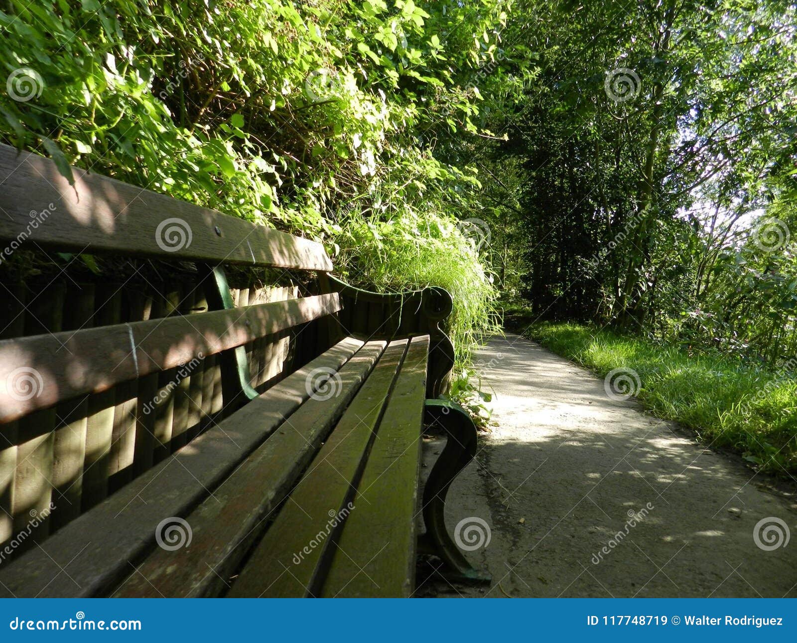 Relax on forest stock image. Image of path, park, relax - 117748719