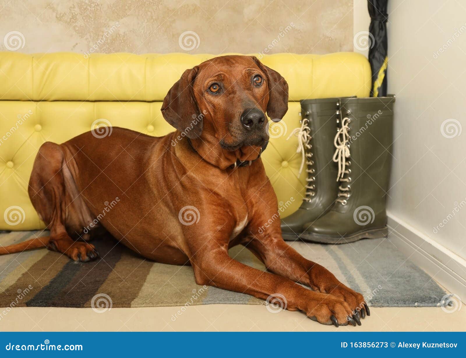 Nice Rhodesian Ridgeback Dog Lying on the Rug in the Hallway Stock ...