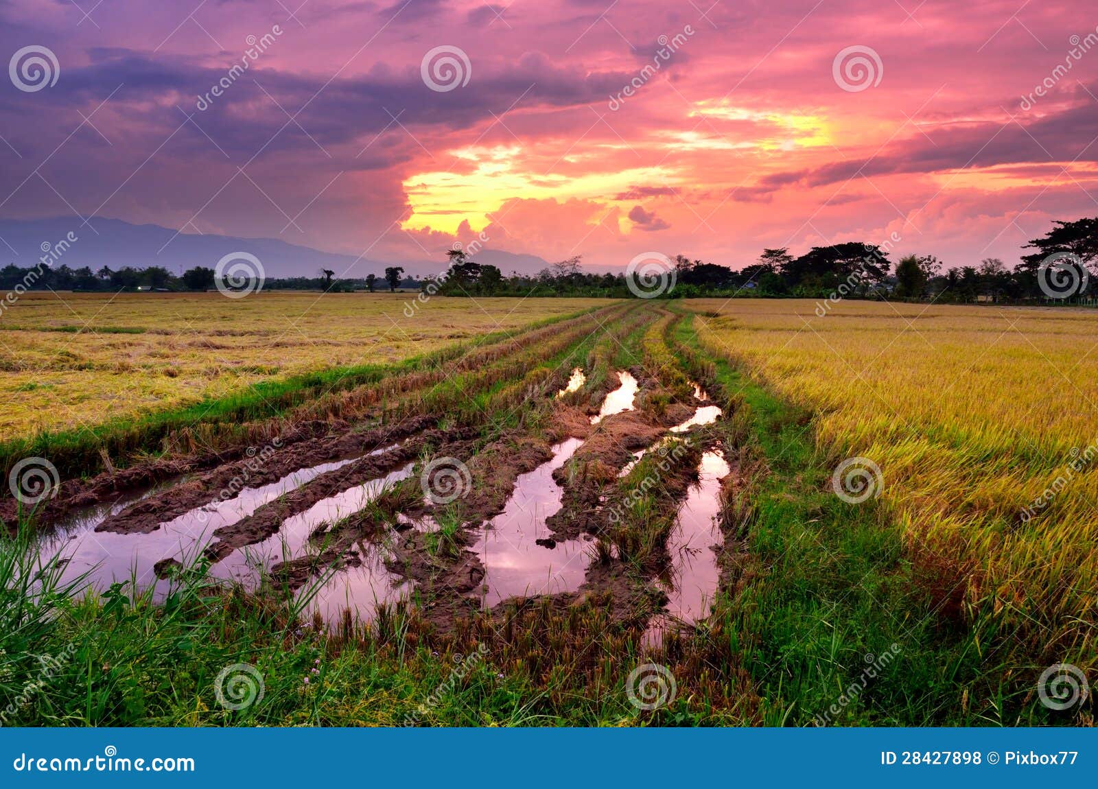 Nice Rice Field Landscape with Sunset Sky Stock Photo - Image of chiang ...