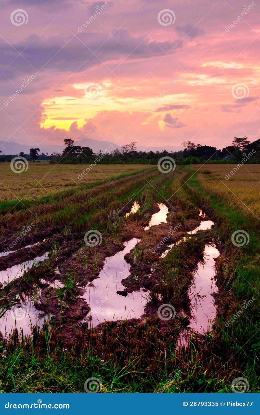 Nice Rice Field Landscape with Sunset Sky Stock Image - Image of winter ...