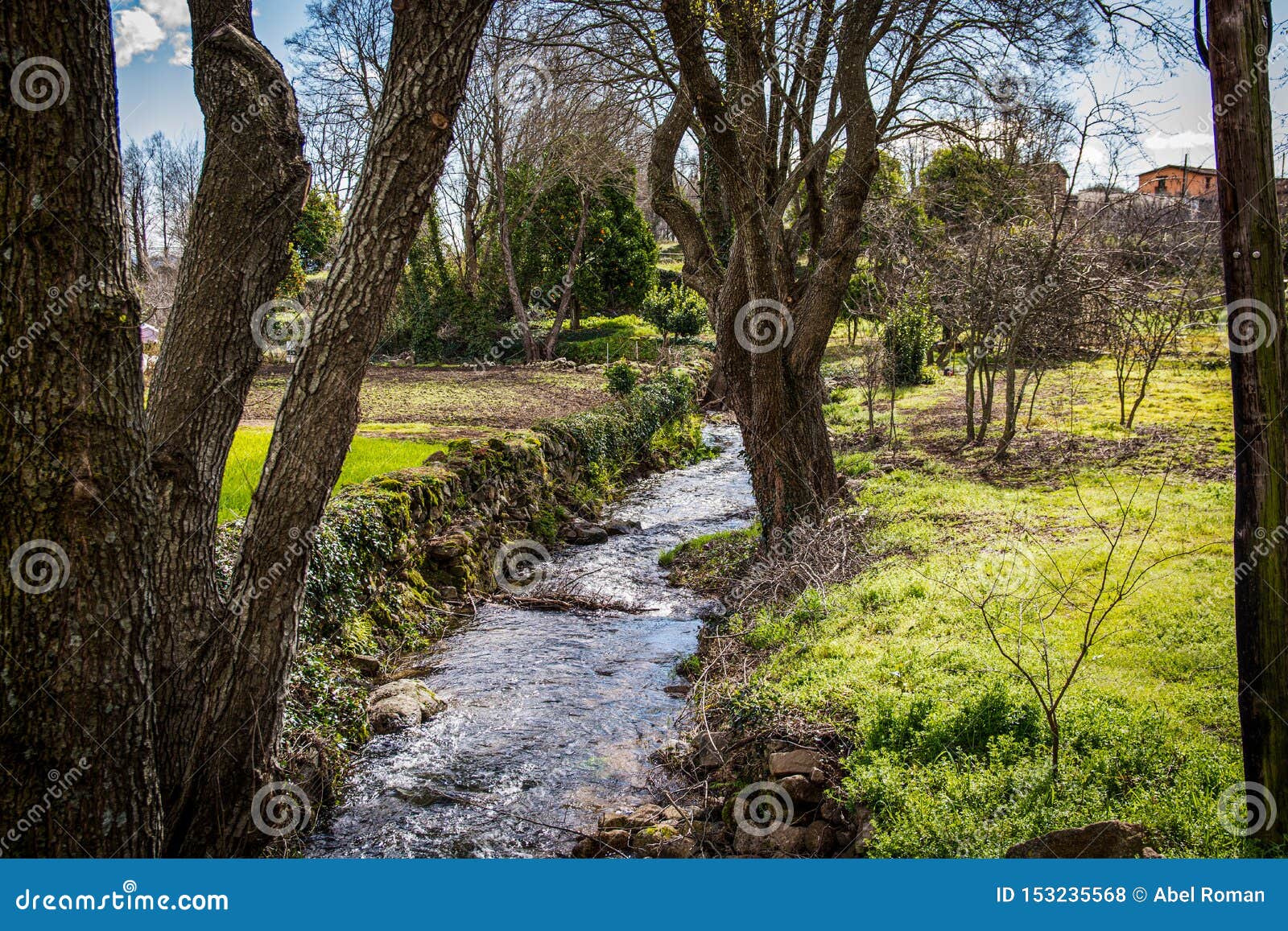 Nice river in the forest stock photo. Image of leaves - 153235568