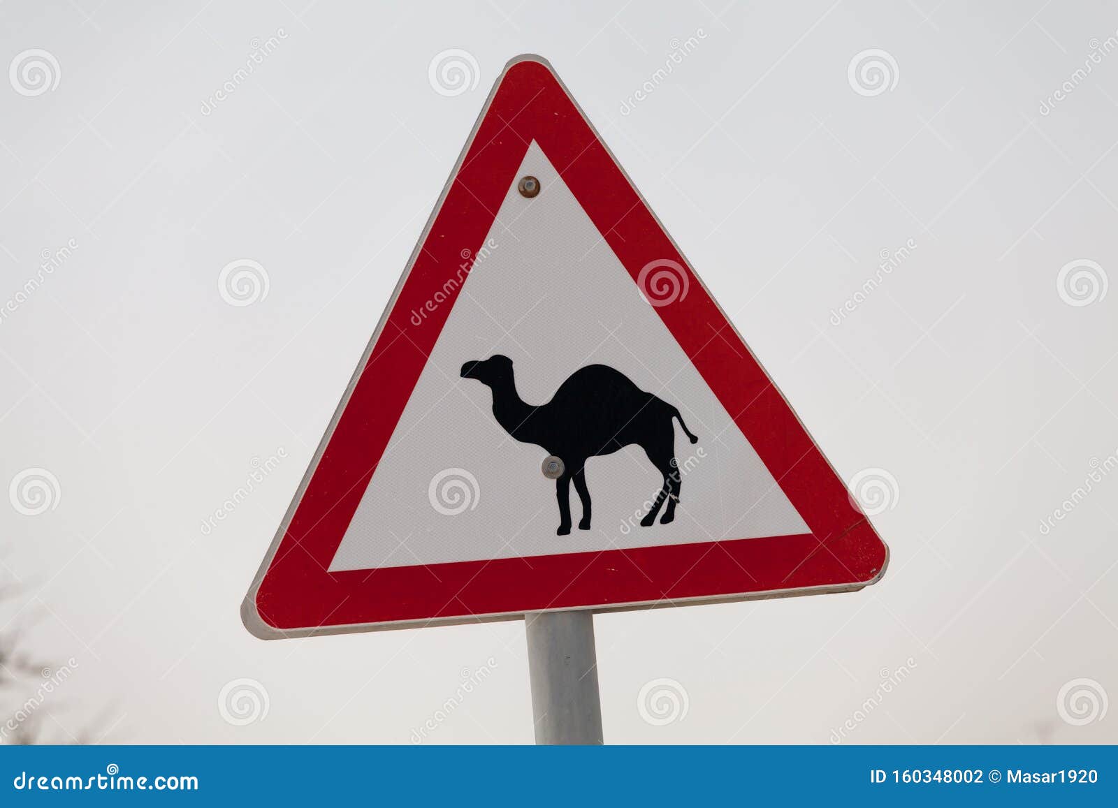 Big Nice Road Sign Attention Camels Stock Photo - Image of asia ...