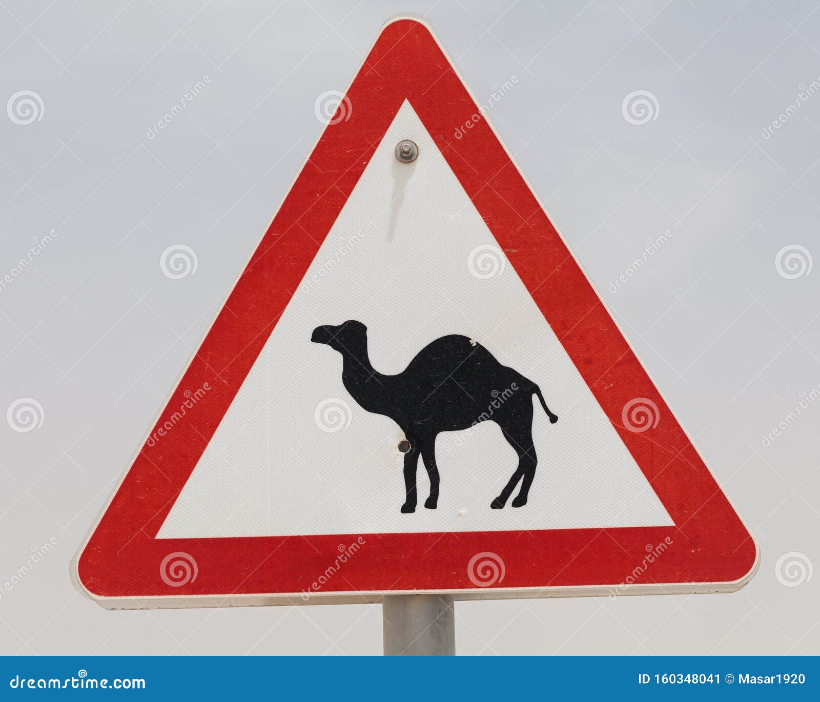 Big Nice Road Sign Attention Camels Stock Image - Image of mountains ...