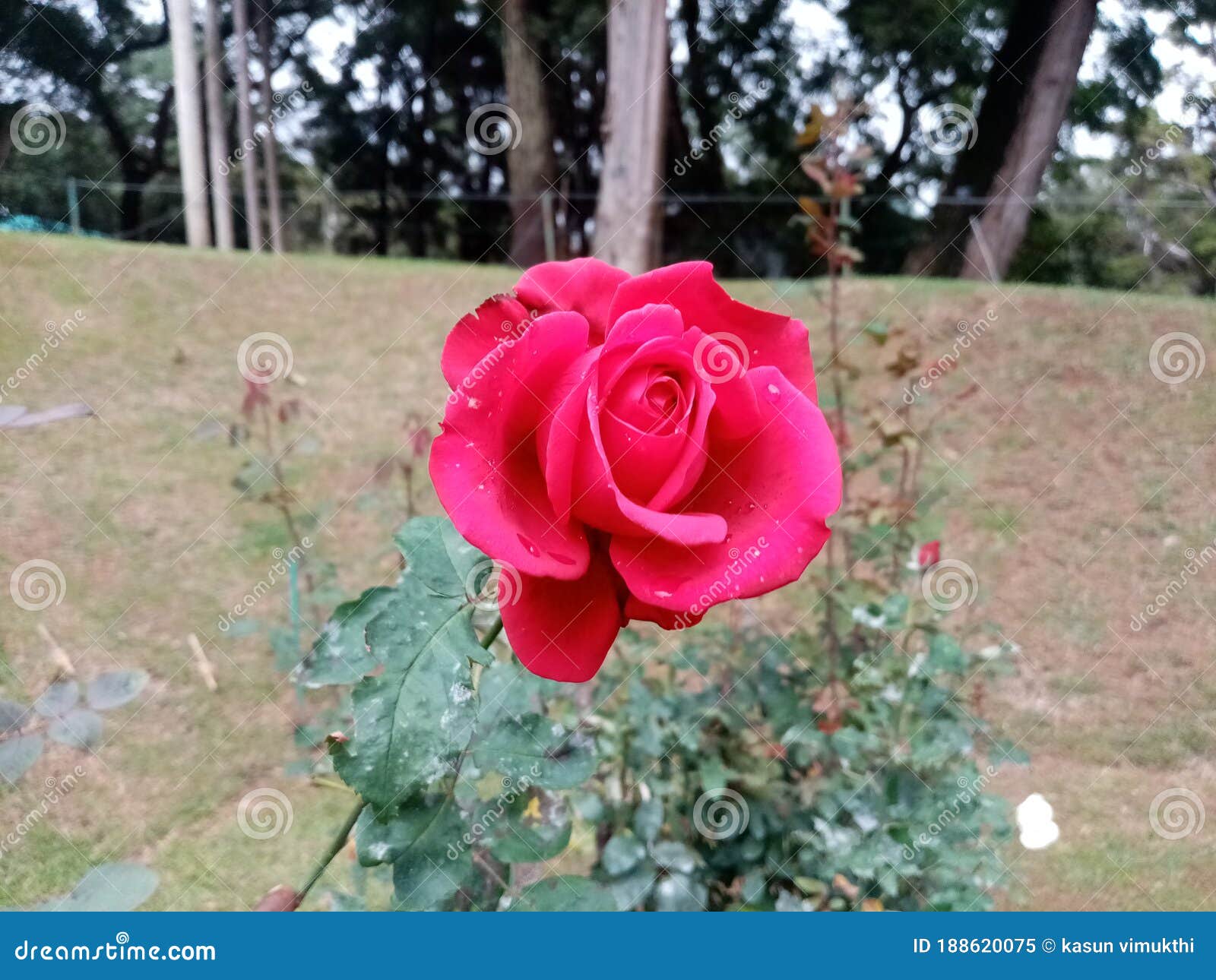 Nice roce flower in garden stock image. Image of plant - 188620075