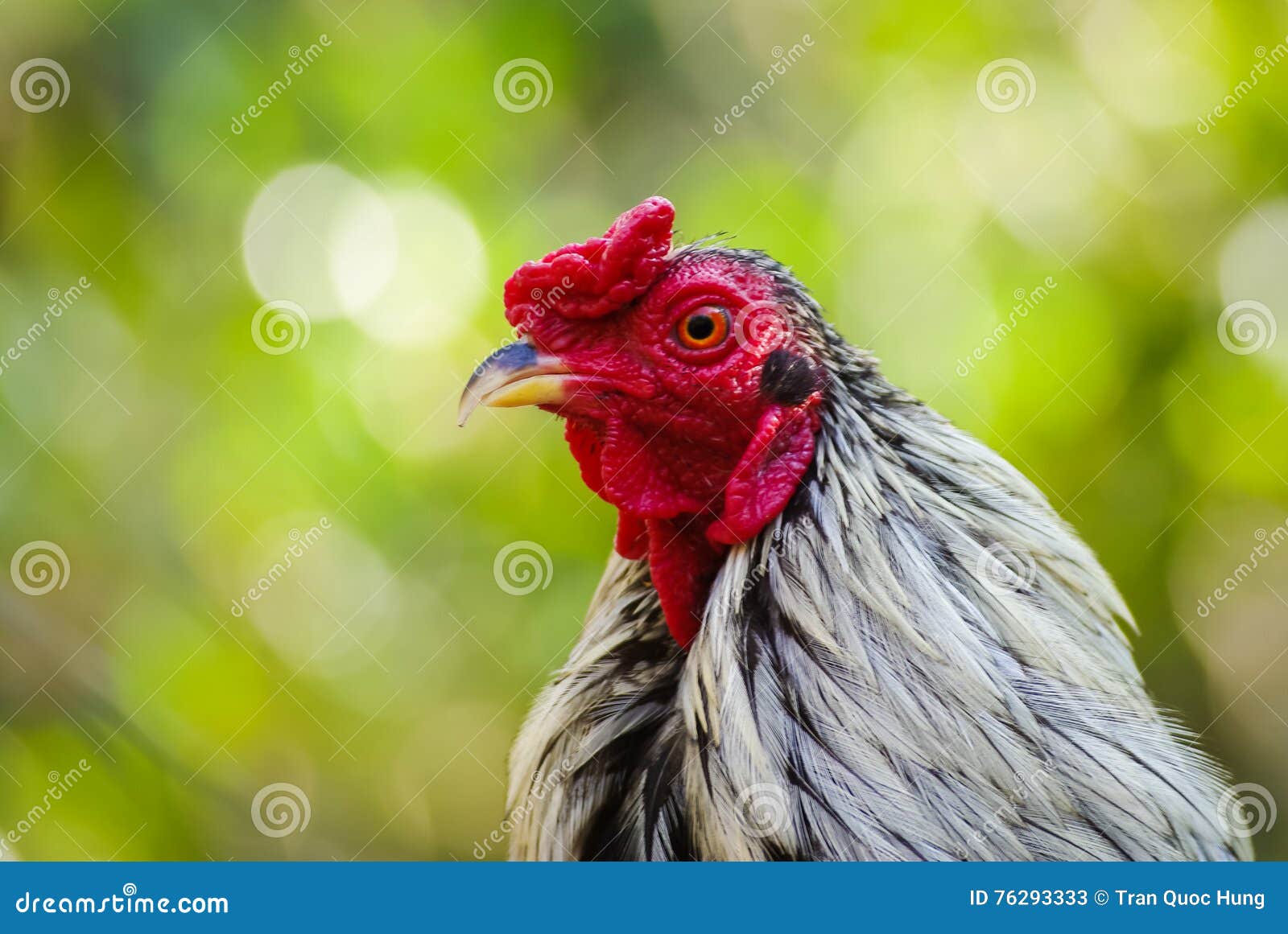 Nice rooster head stock image. Image of sound, background - 76293333