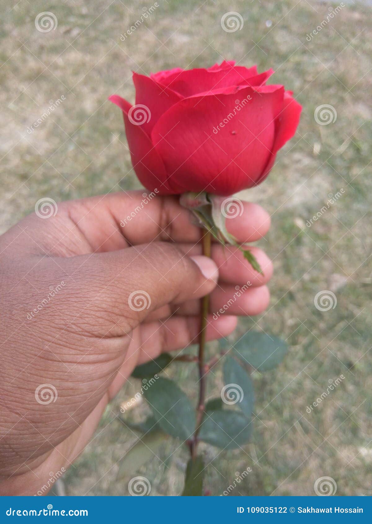 A nice rose flower stock photo. Image of rose, nice - 109035122