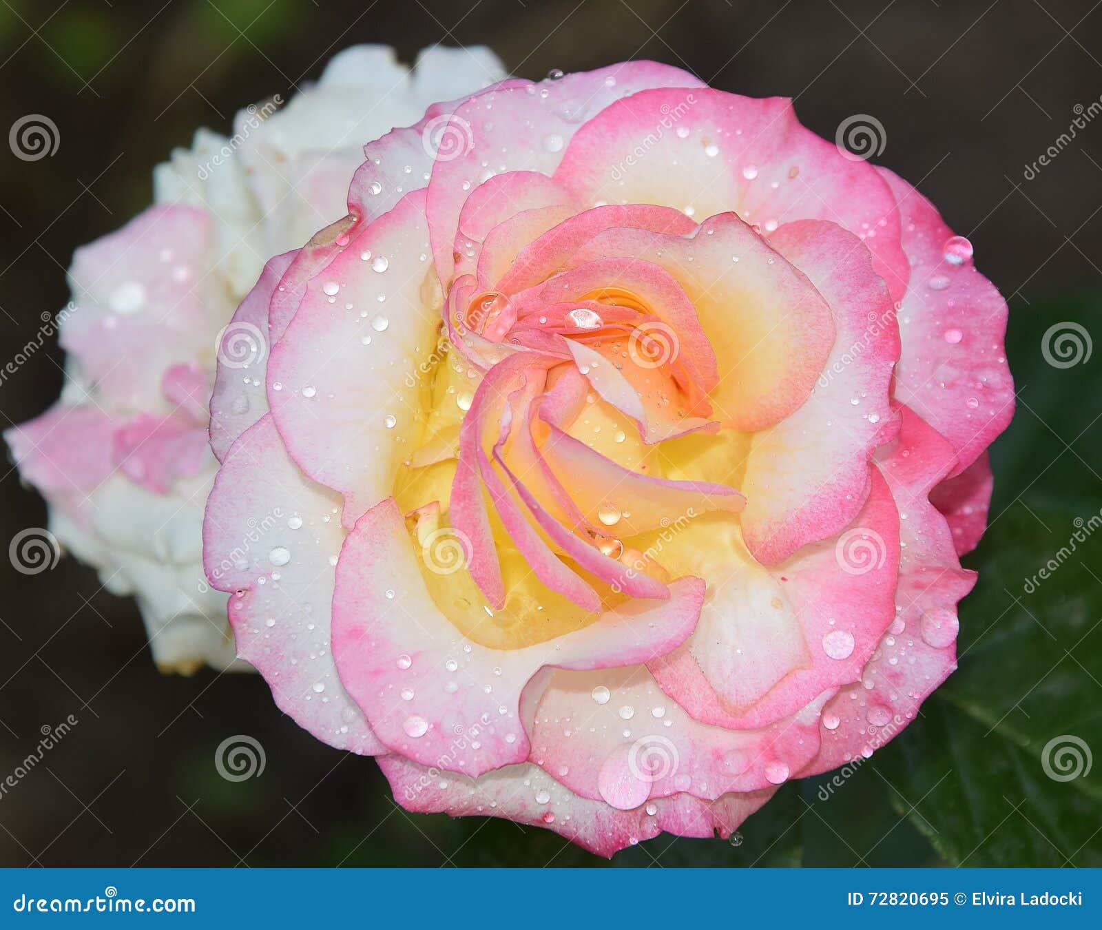 Nice rose stock image. Image of white, tree, rose, flower - 72820695