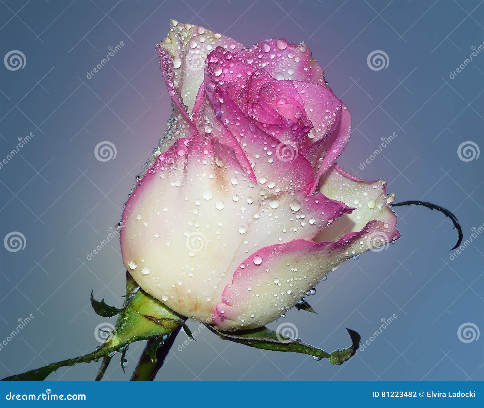 Nice rose stock photo. Image of nice, yellow, orange - 81223482