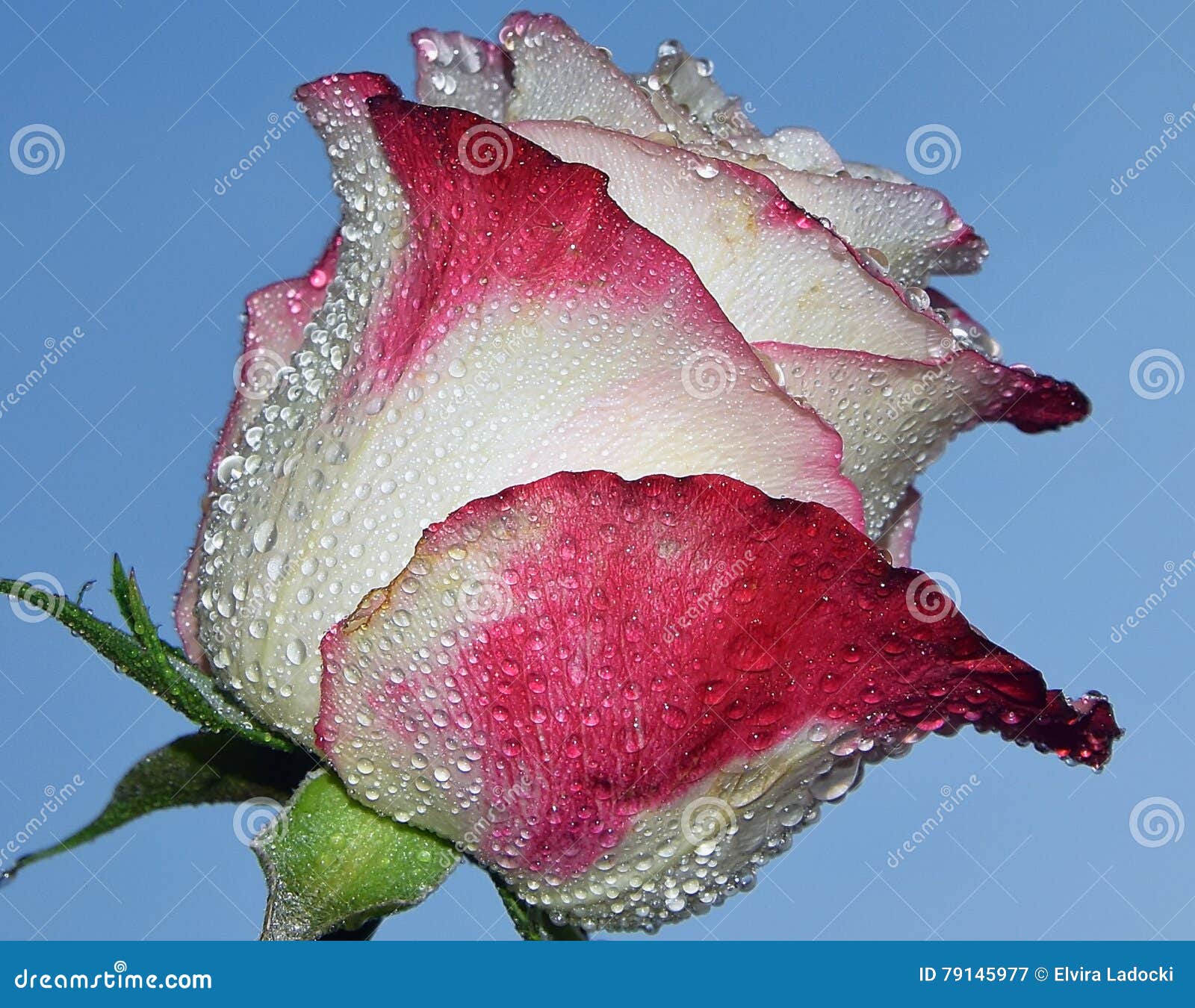 Nice rose stock image. Image of blue, summer, monochrome - 79145977