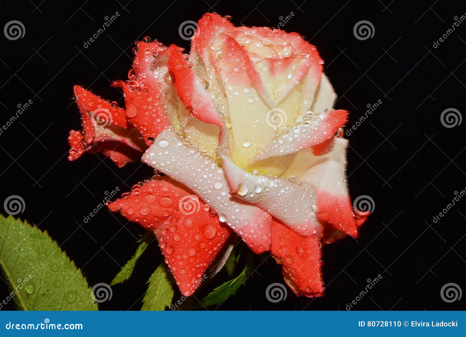 Nice rose stock photo. Image of decoration, digital, yellow - 80728110