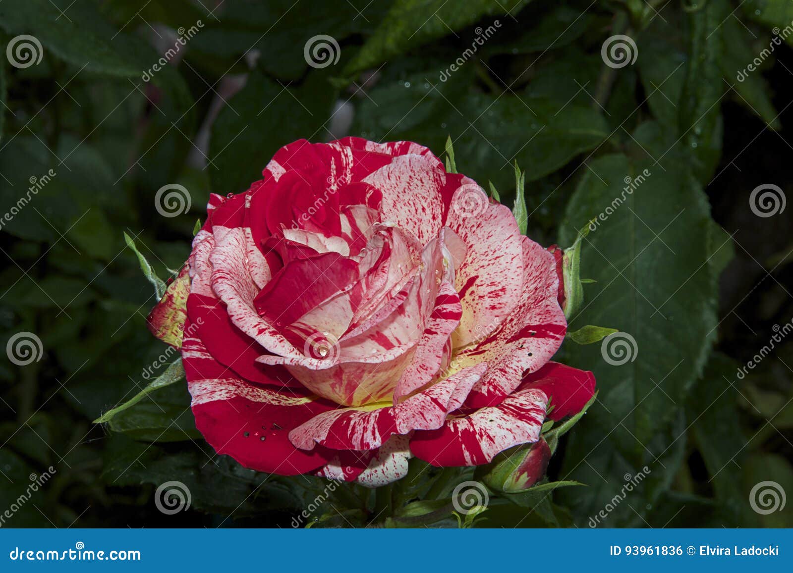Nice rose stock photo. Image of yellow, small, multicolor - 93961836