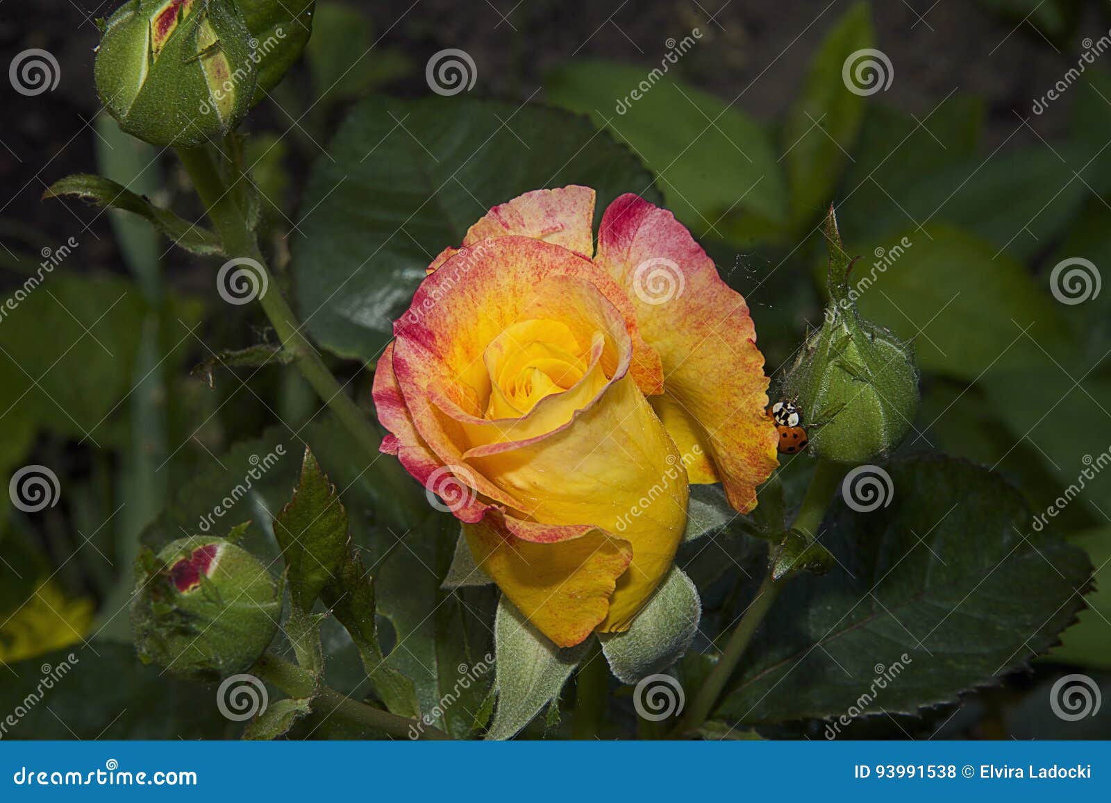 Nice rose stock photo. Image of purple, glowing, rose - 93991538