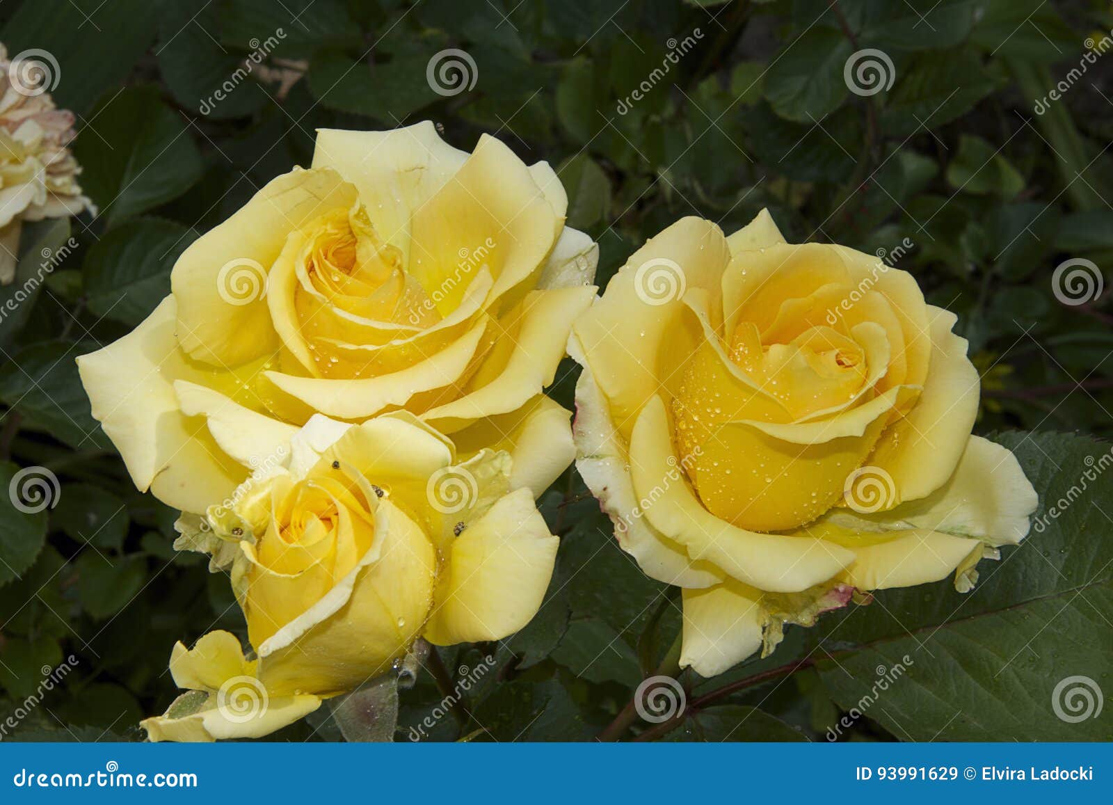 Nice rose stock image. Image of home, close, multicolored - 93991629