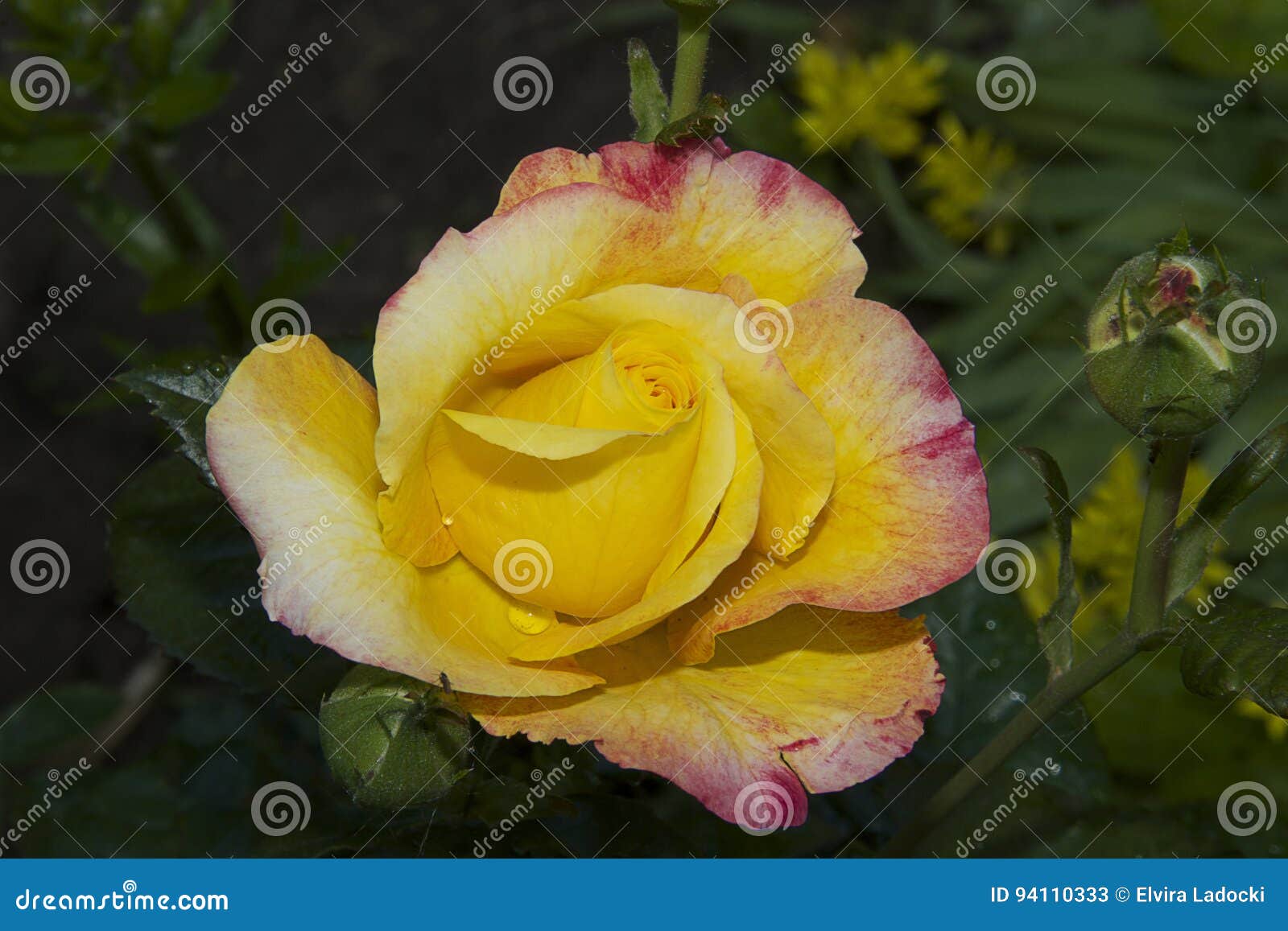 Nice rose stock image. Image of garden, summer, glowing - 94110333