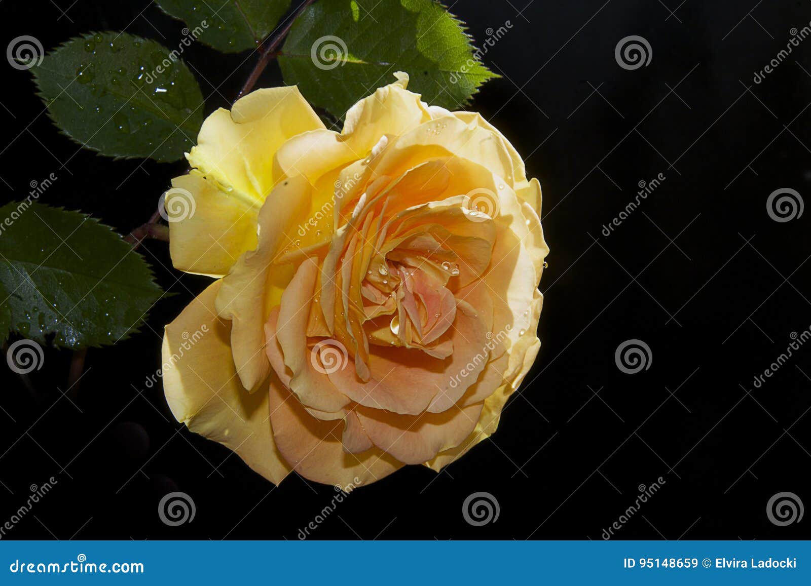 Nice rose stock image. Image of small, yellow, close - 95148659