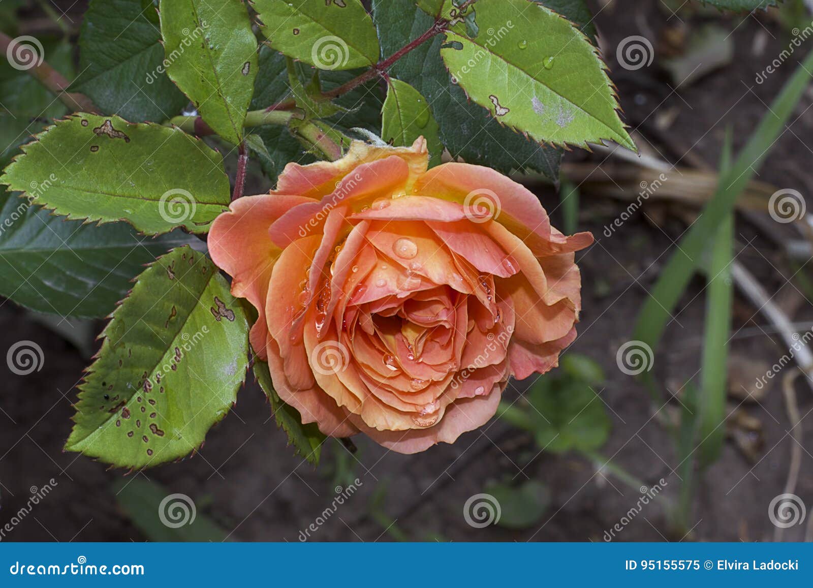 Nice rose stock image. Image of garden, sunshine, close - 95155575