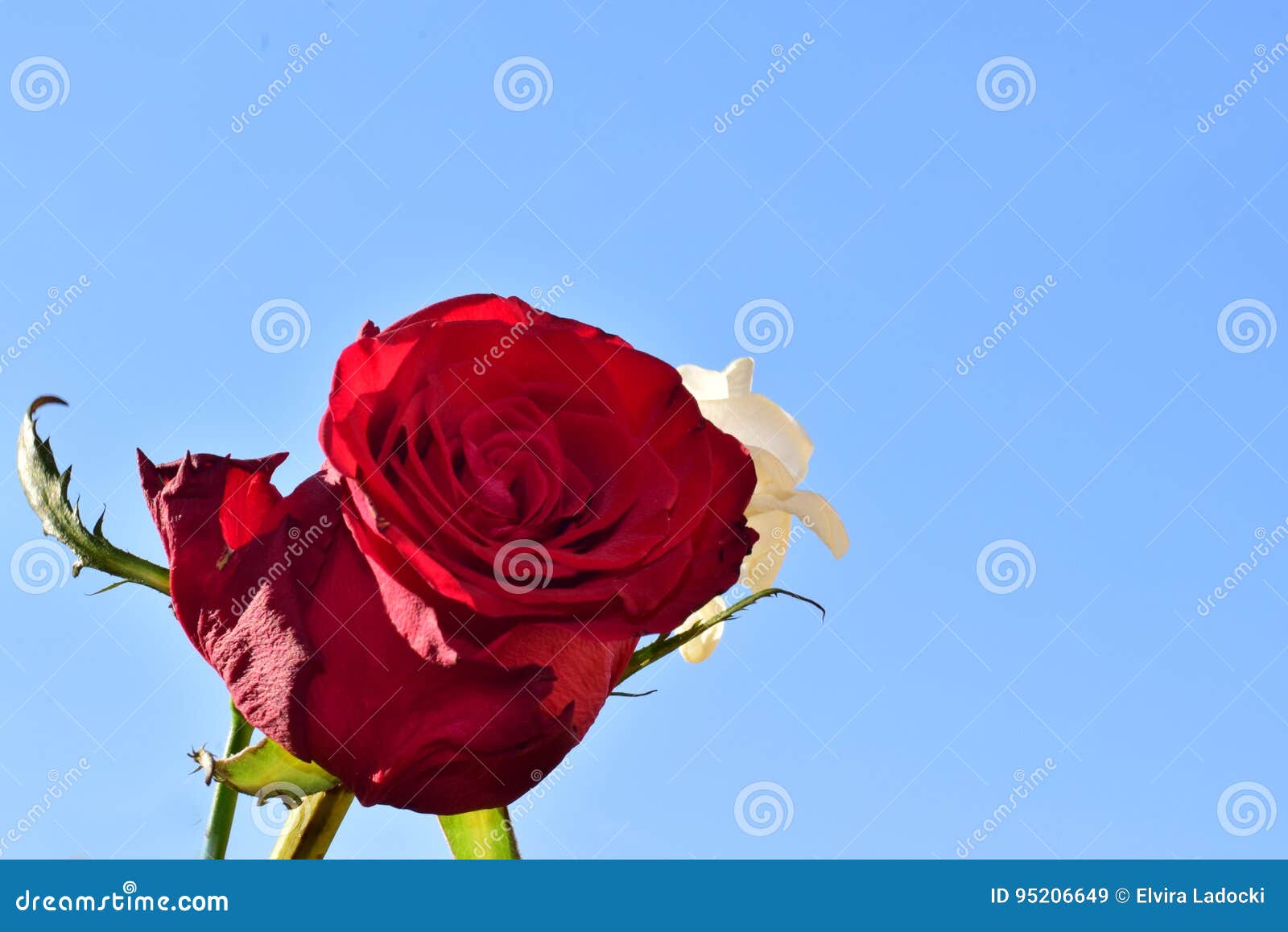 Nice rose stock image. Image of sweet, green, yellow - 95206649