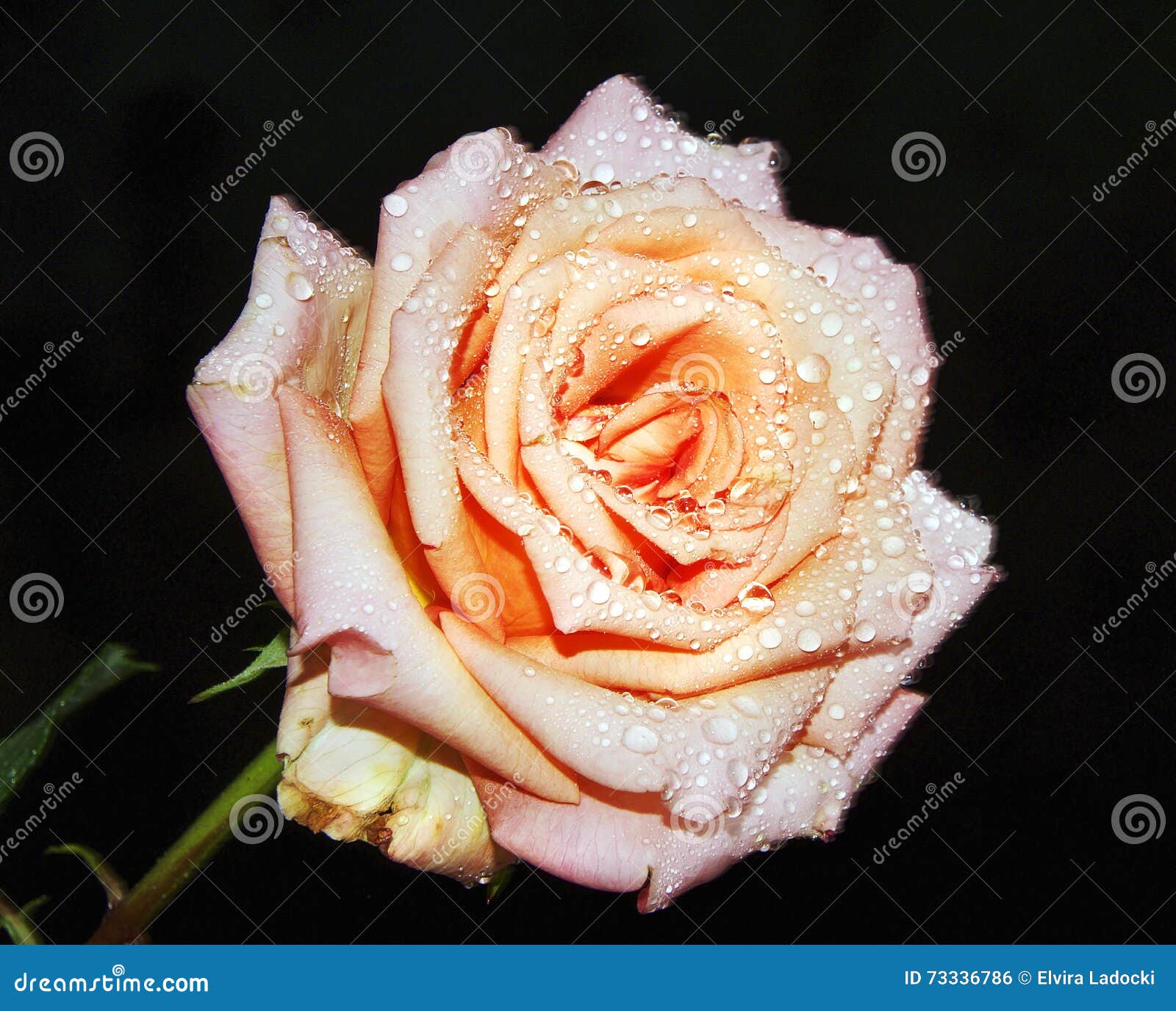 Nice rose stock photo. Image of beautiful, color, waterdrops - 73336786