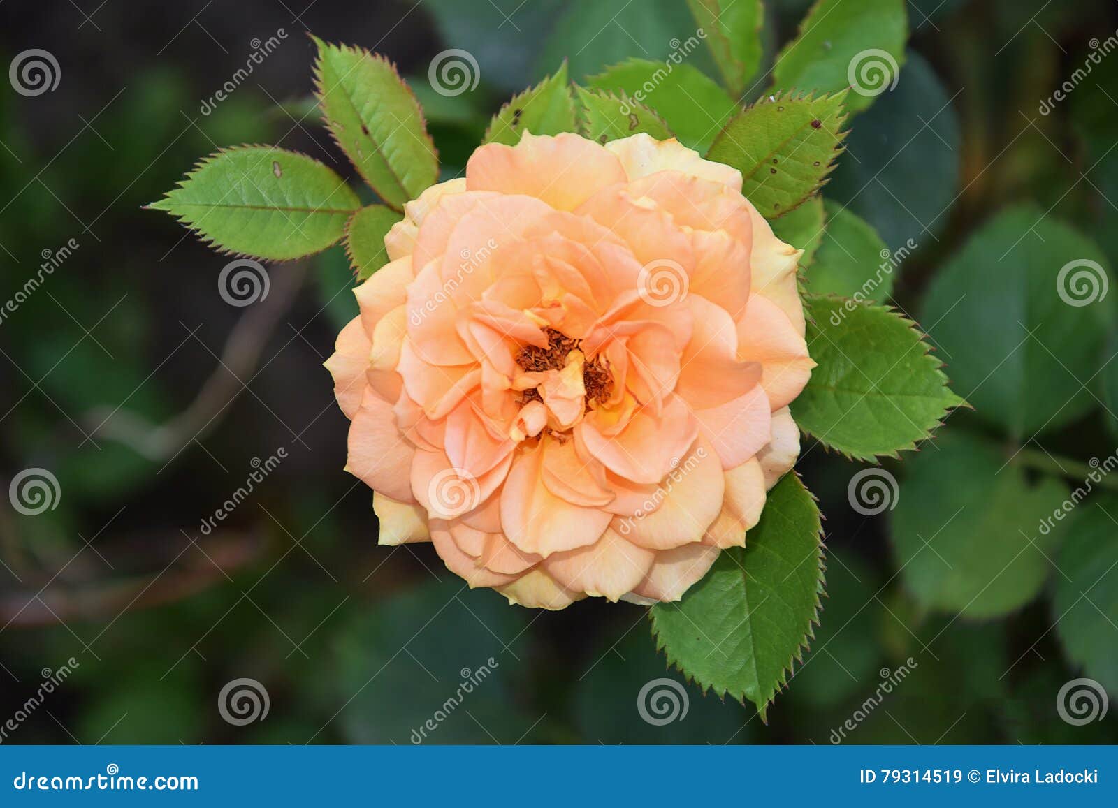 Nice rose stock image. Image of decorative, flower, autumn - 79314519
