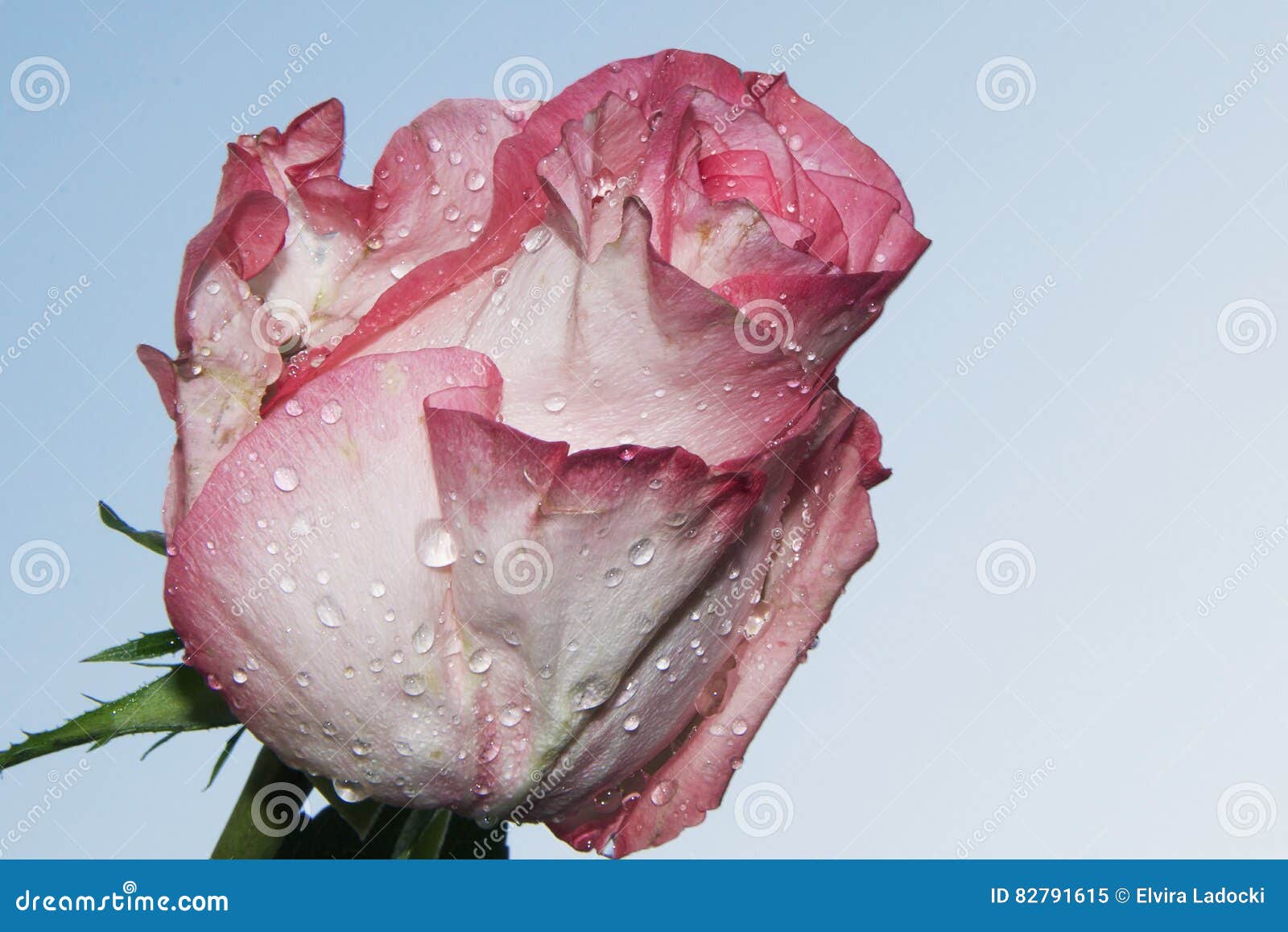 Nice rose stock image. Image of white, pink, reflections - 82791615