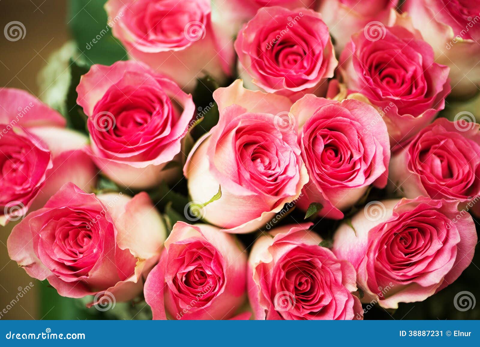 Nice roses stock image. Image of leaf, beauty, beautiful - 38887231