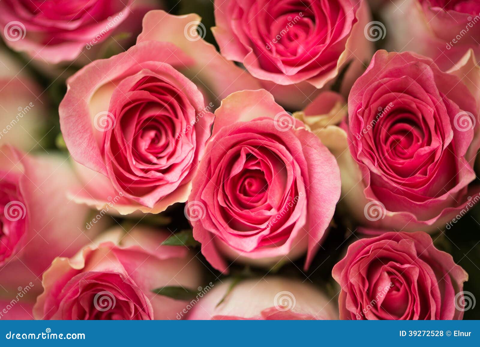 Nice roses stock photo. Image of holiday, buds, stem - 39272528