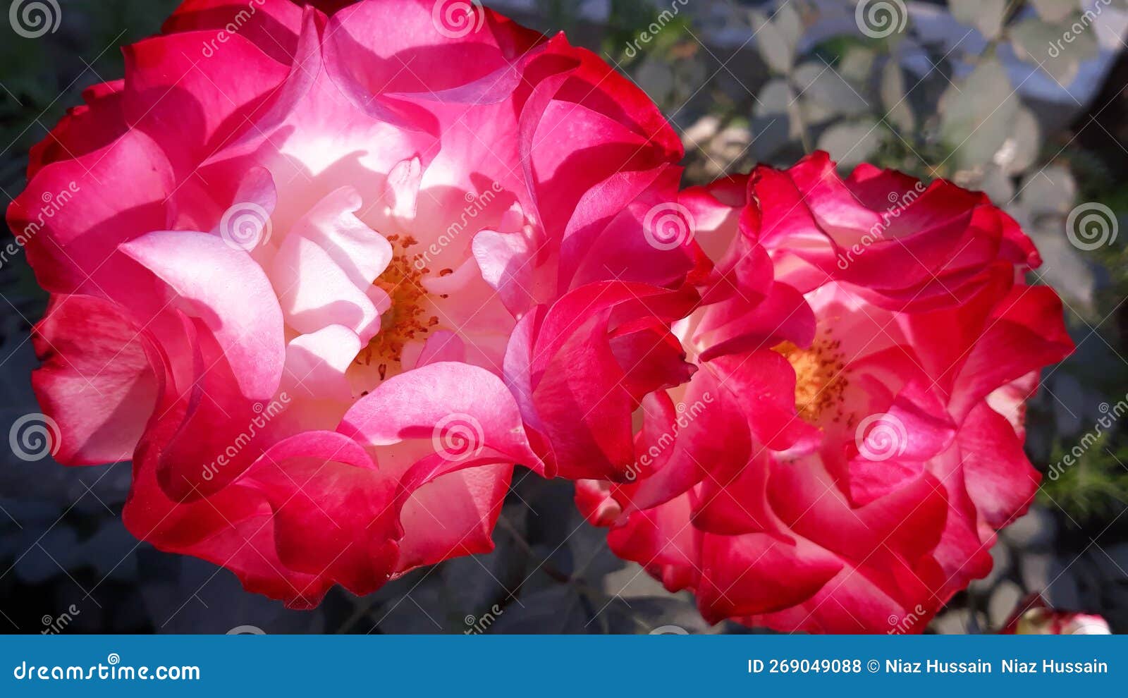 A Nice Roses Picture in Plant Stock Photo - Image of shrub, blossom ...