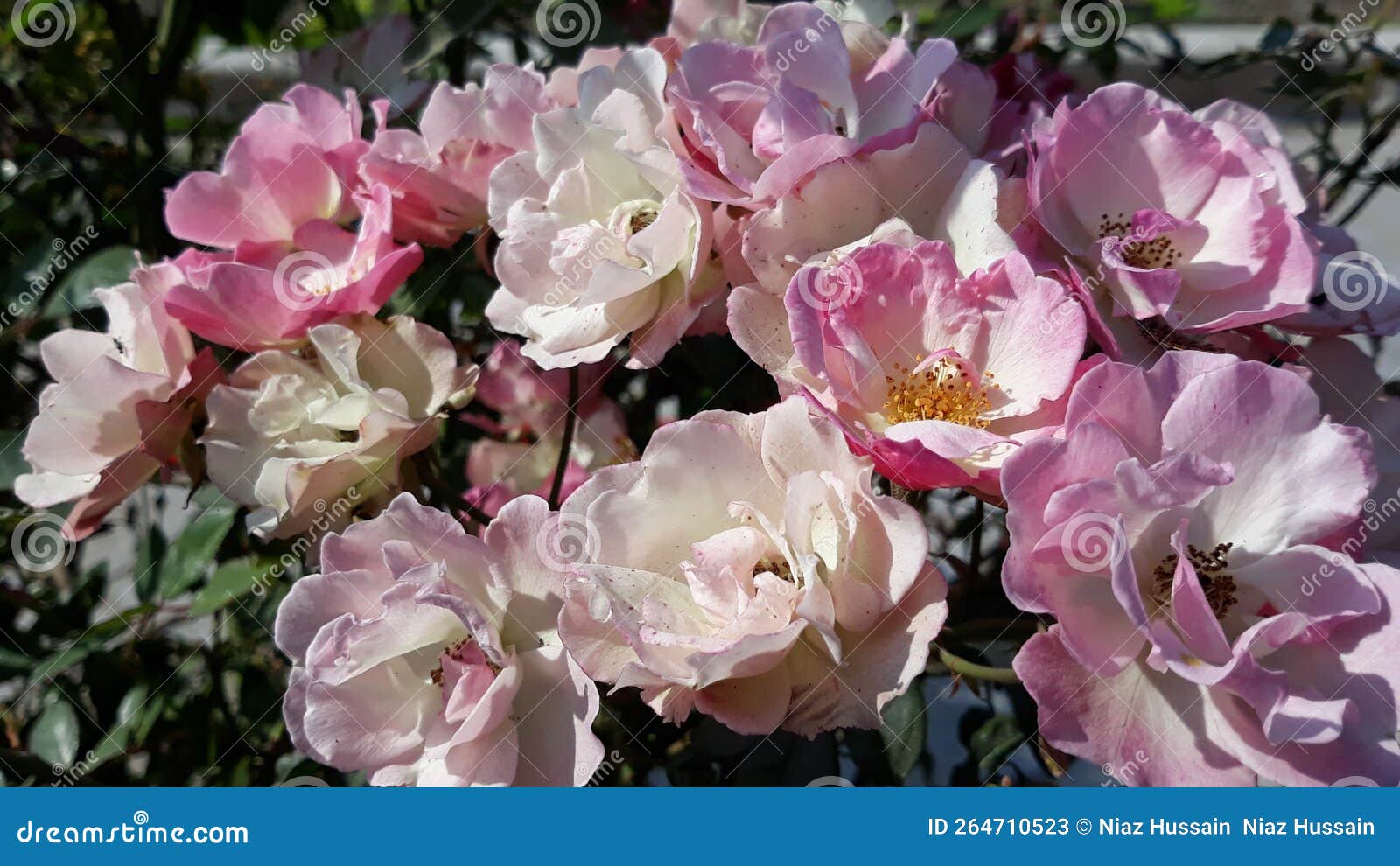 A Nice Roses Picture in Plant Stock Image - Image of rose, nice: 264710523