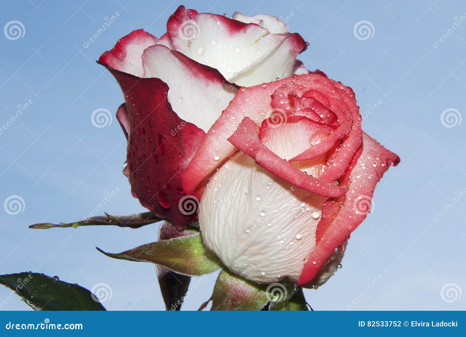 Nice roses stock photo. Image of flower, pink, roses - 82533752