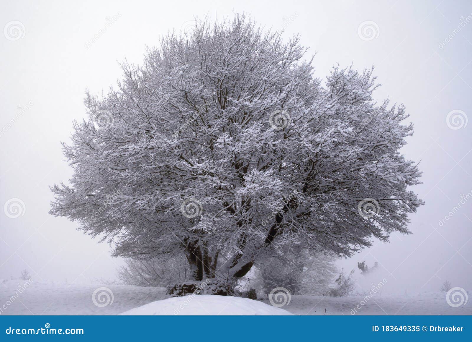 Round Tree Stock Photography | CartoonDealer.com #21553802