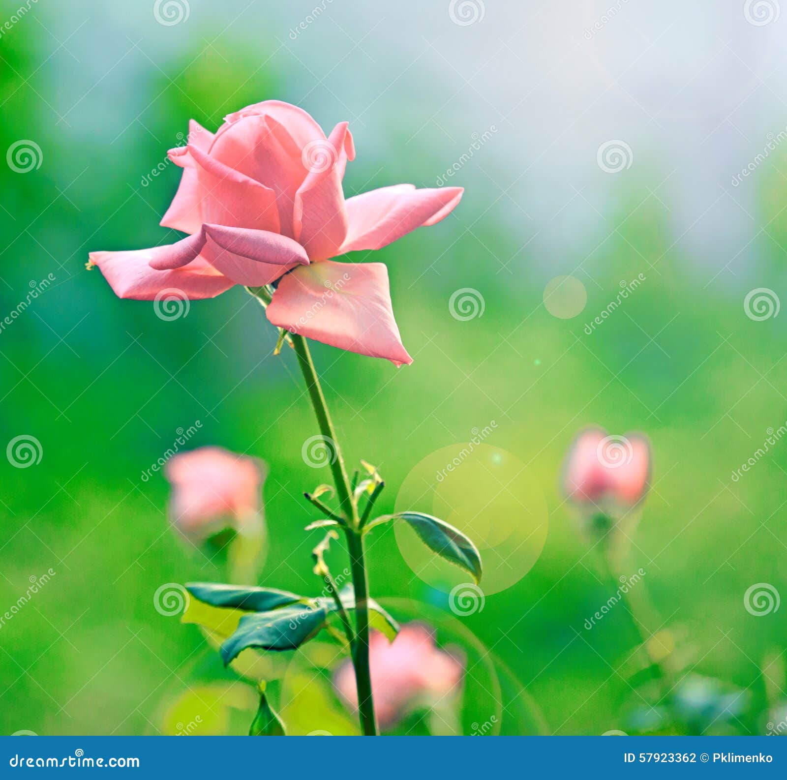 Nice rouse in garden stock photo. Image of close, closeup - 57923362