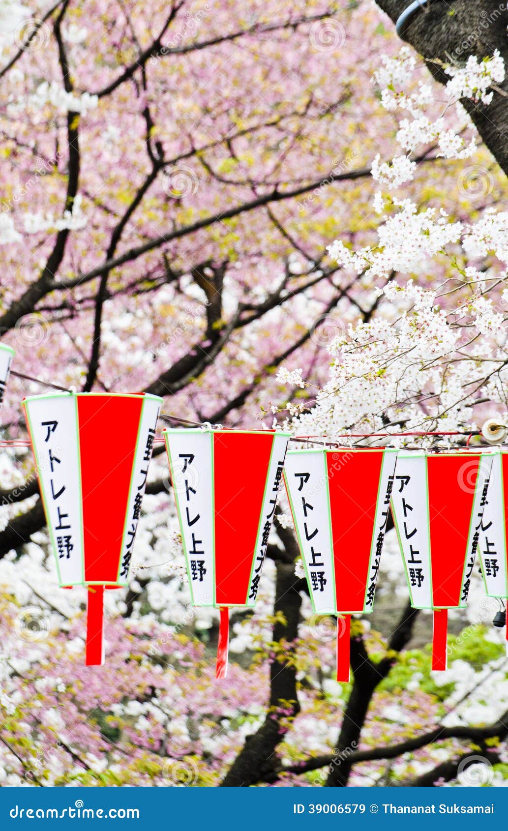Nice Sakura in japan stock image. Image of green, closeup - 39006579