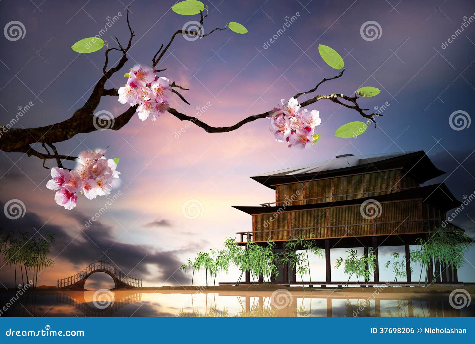 Nice sakura with paddy stock photo. Image of background - 37698206