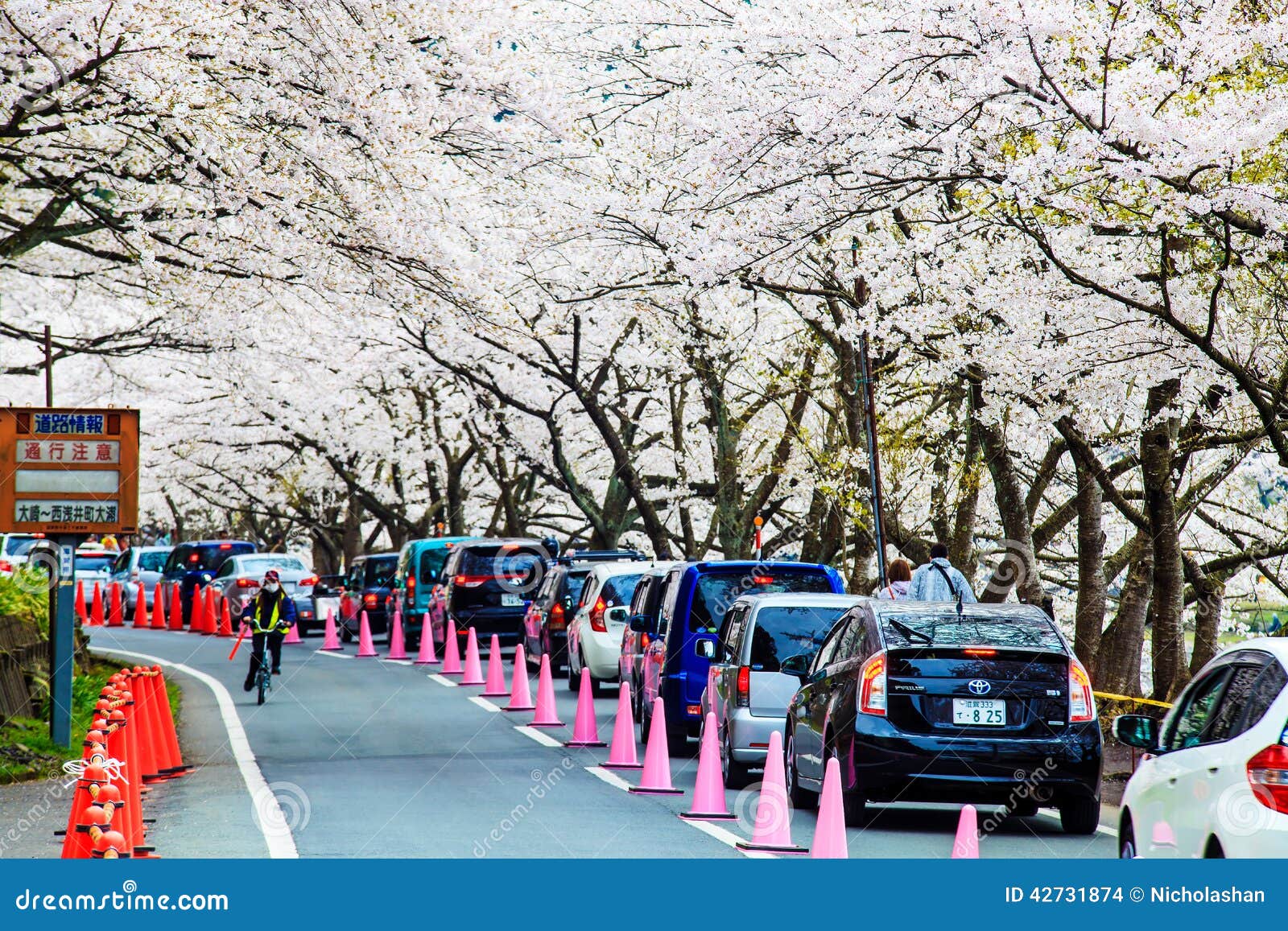 Nice sakura place editorial stock image. Image of chiu - 42731874