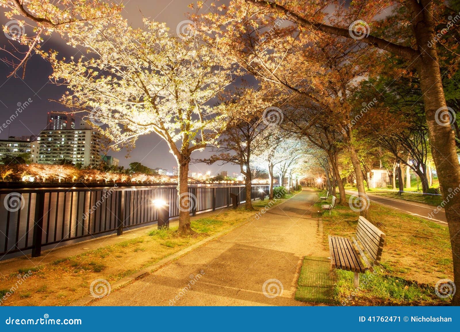 Nice Sakura beside the River, Japan Stock Image - Image of beautiful ...