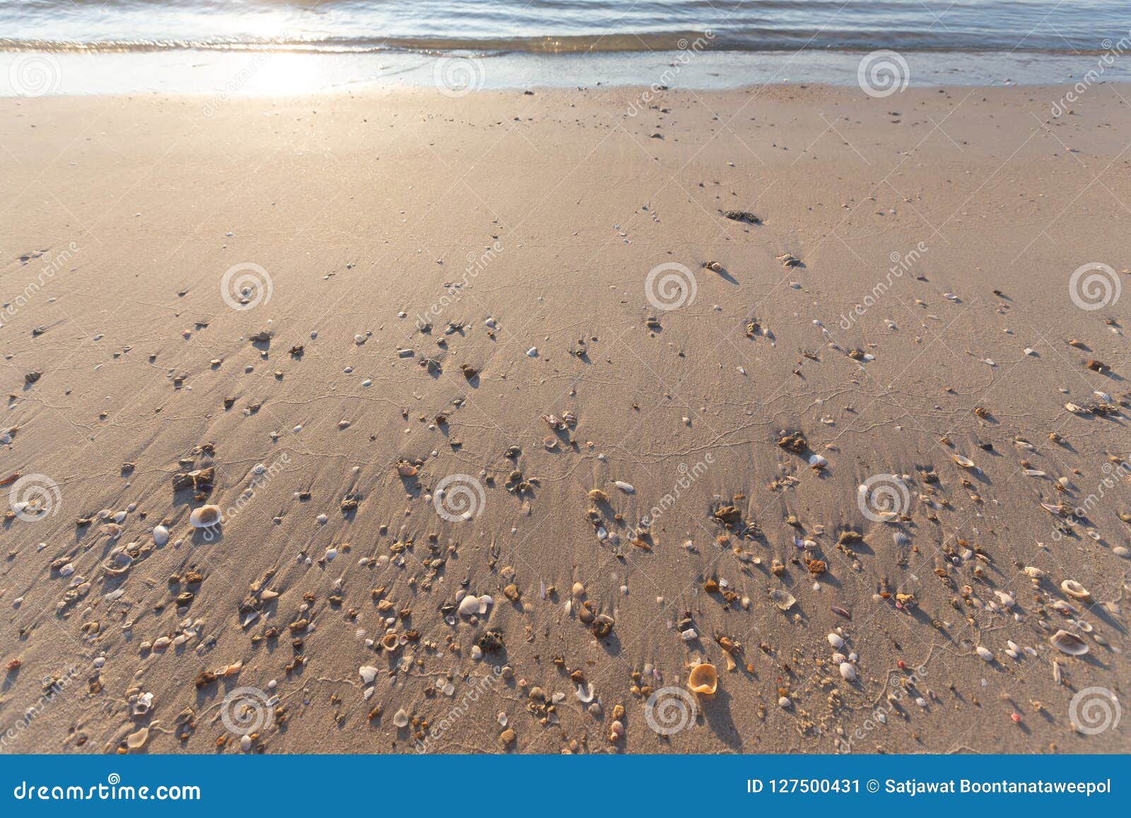 Nice Sandy Beach and Shells Stock Image - Image of landscape, beautiful ...