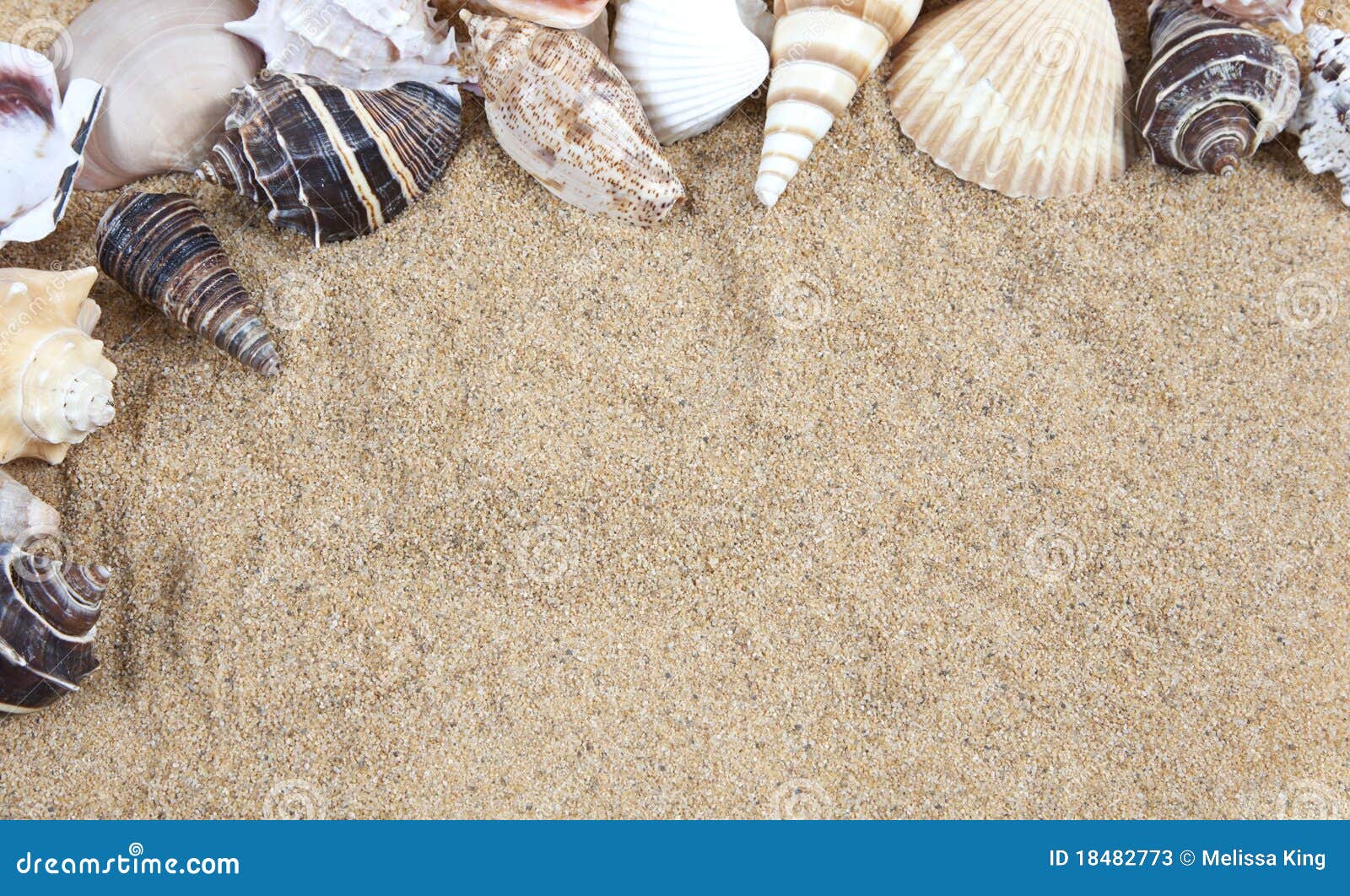 Nice Sea Shells on the Sandy Beach Stock Image - Image of backgrounds ...