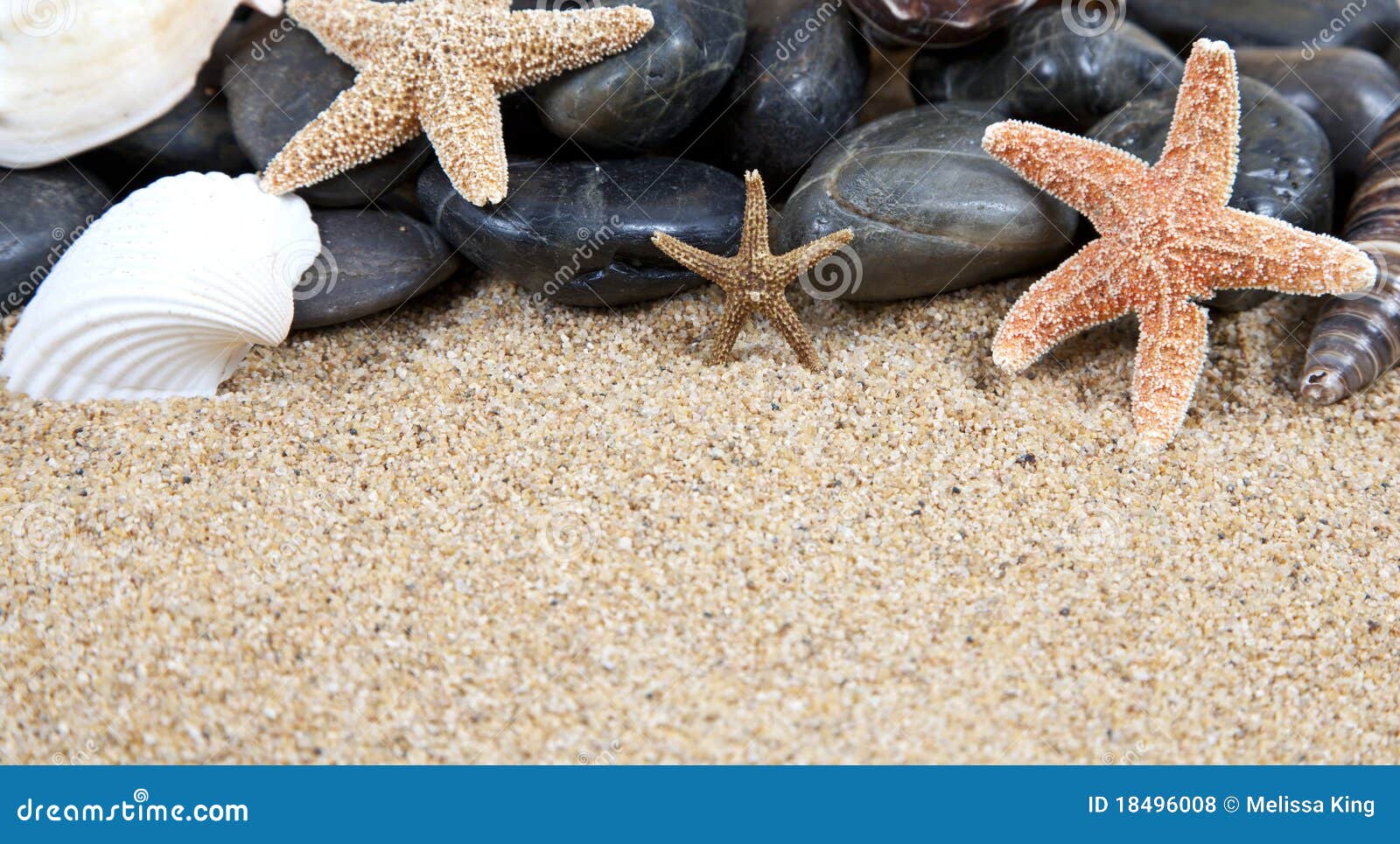 Nice Sea Shells on the Sandy Beach Stock Photo - Image of coast, beach ...