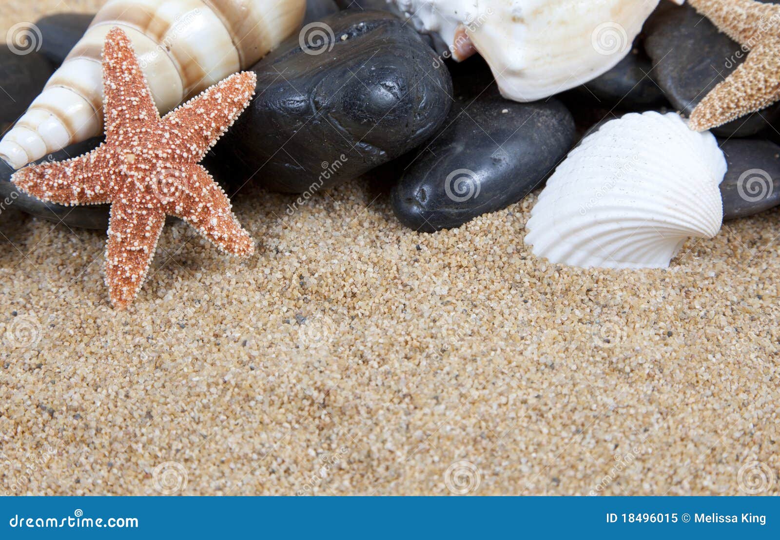 Nice Sea Shells on the Sandy Beach Stock Image - Image of animal ...