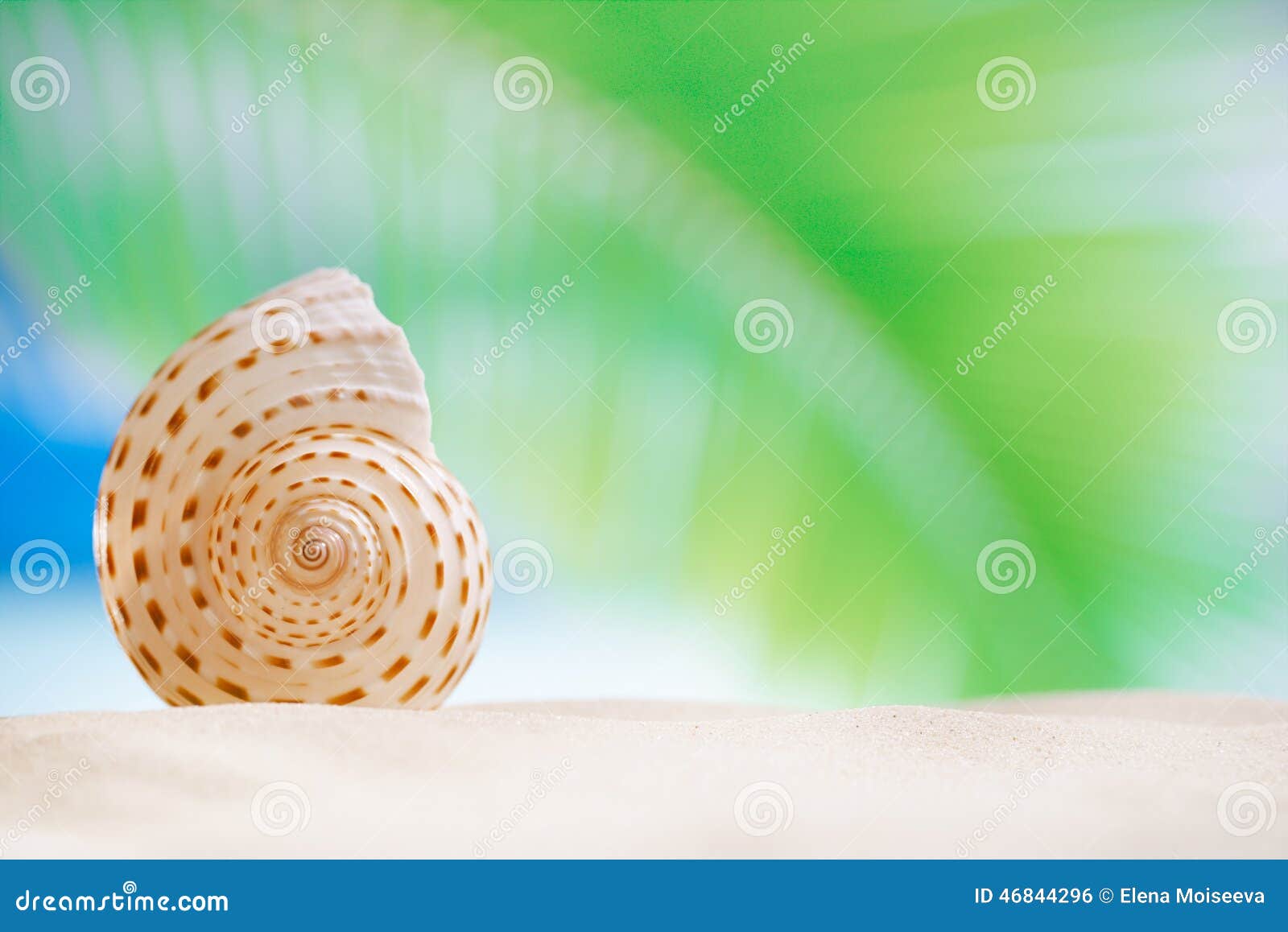 Nice Seashell with Ocean , Beach and Seascape Stock Photo - Image of ...