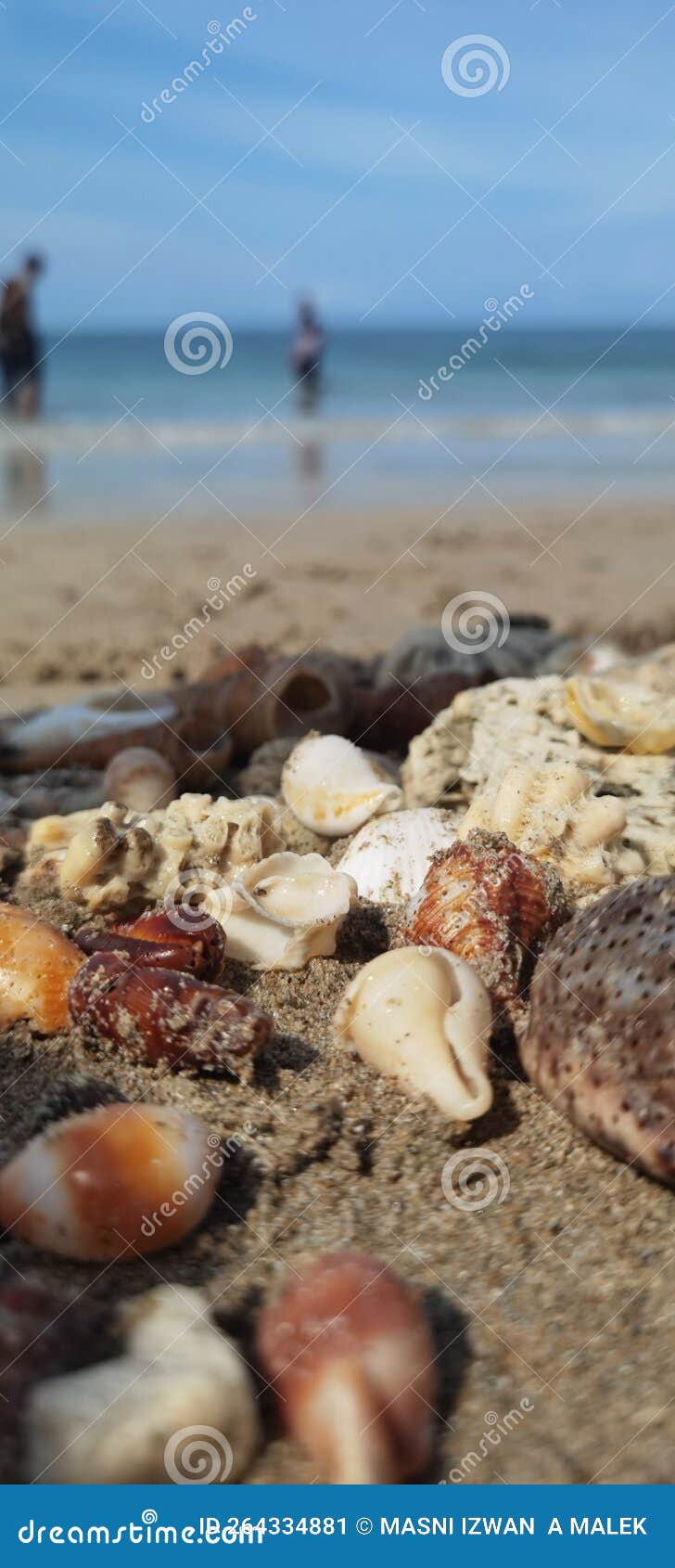 Nice Seashells View at the Beach Stock Image - Image of seaside ...