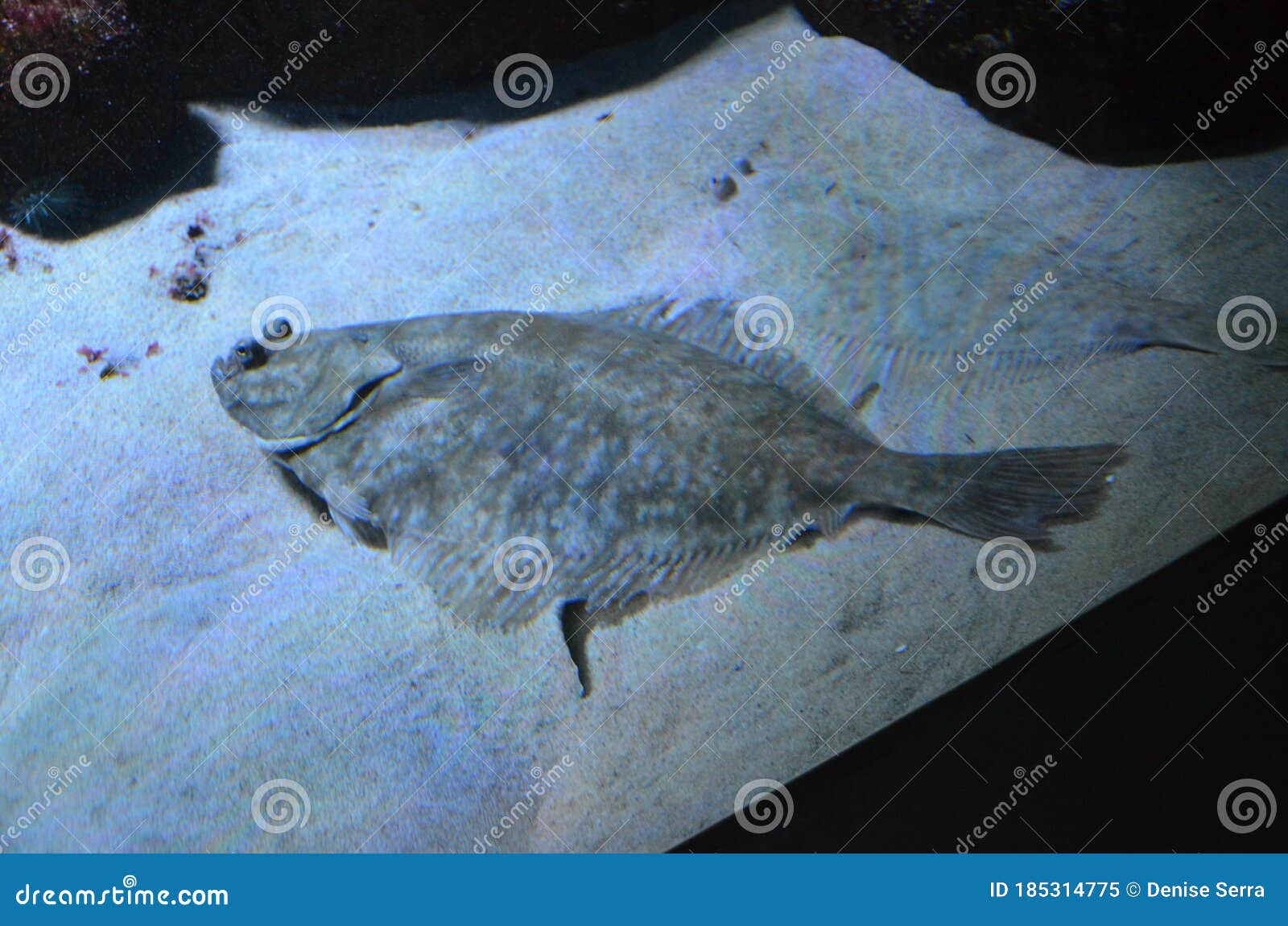 Nice Shaped Flatfish or Flounders Pleuronectidae Stock Image - Image of ...