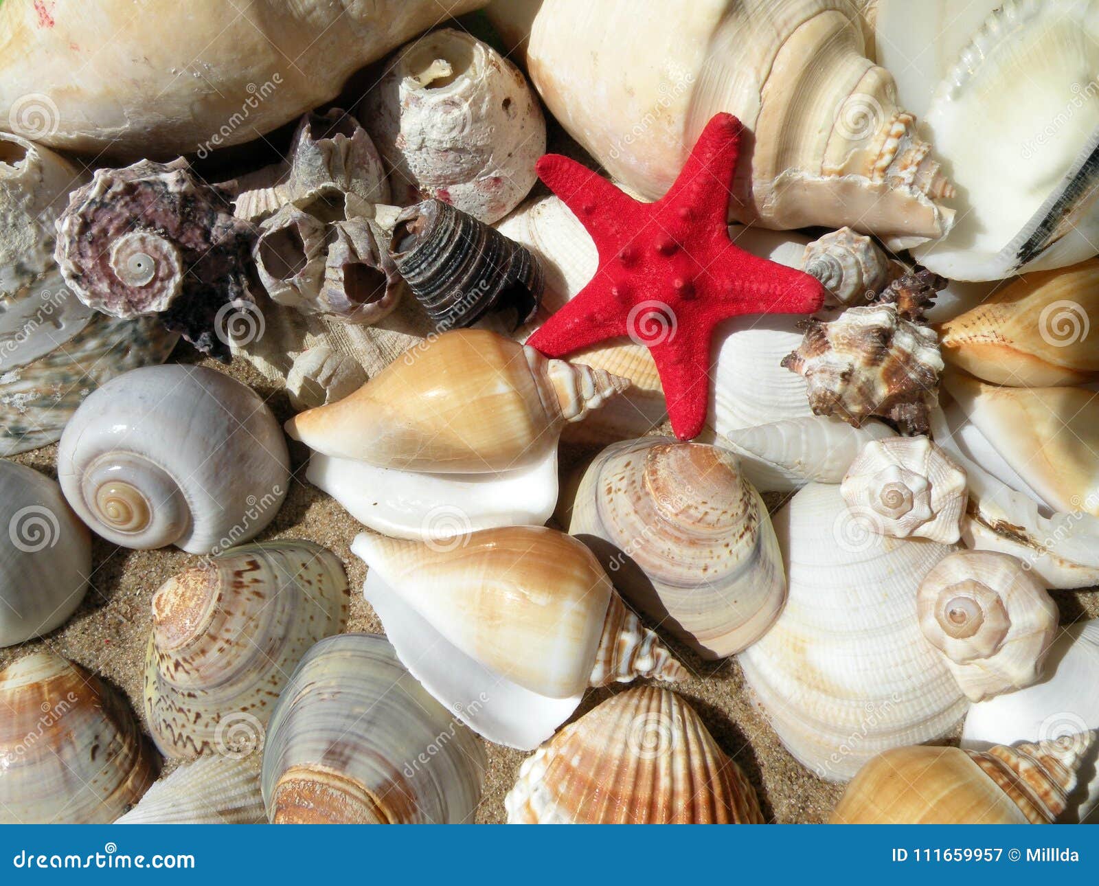 Beautiful Different Shells on Sand Stock Image - Image of view, animal ...