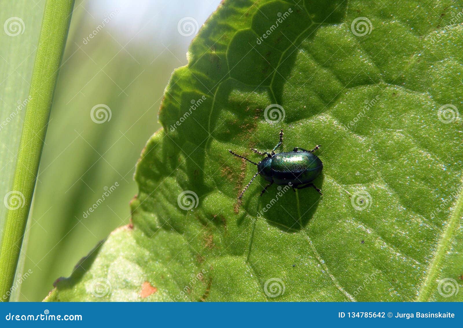 Beautiful Bug on Green Leaf, Lithuania Stock Photo - Image of ...