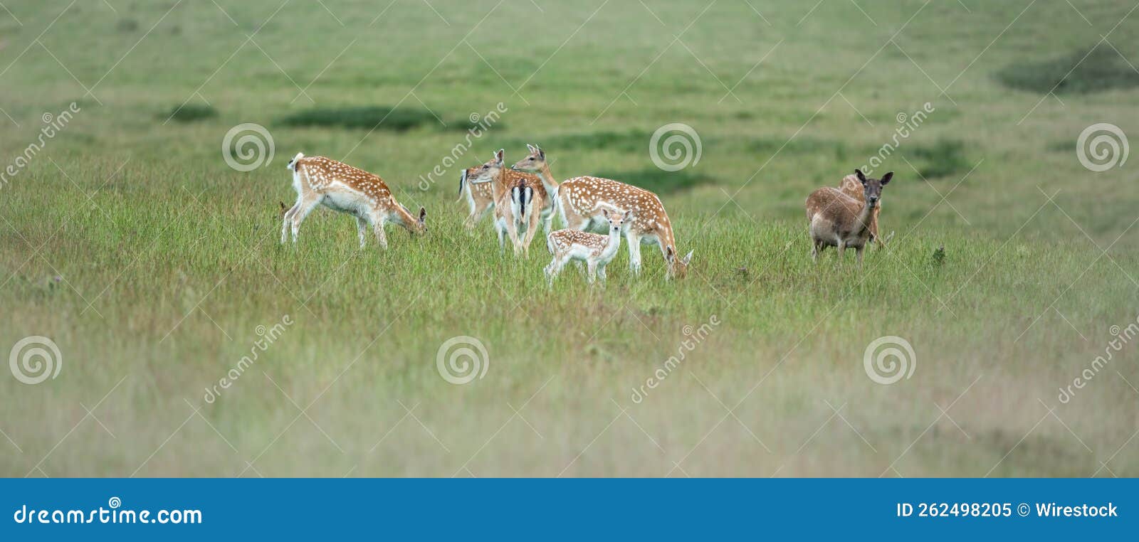 Nice Shot of Deer in Wilderness Stock Image - Image of fast, wildlife ...