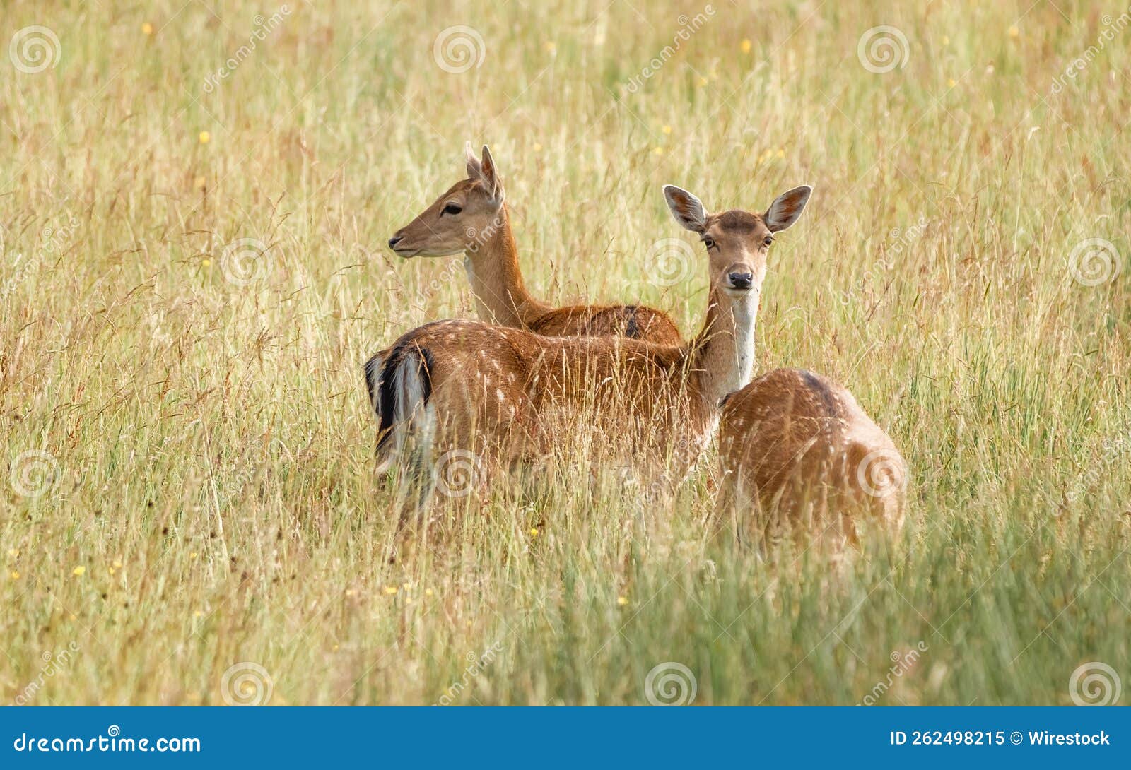 Nice Shot of Deer in Wilderness Stock Image - Image of cervinae, deer ...