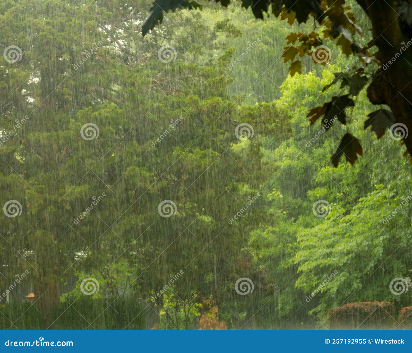 Nice Shot of Dense Greenery during a Heavy Rain Stock Image - Image of ...